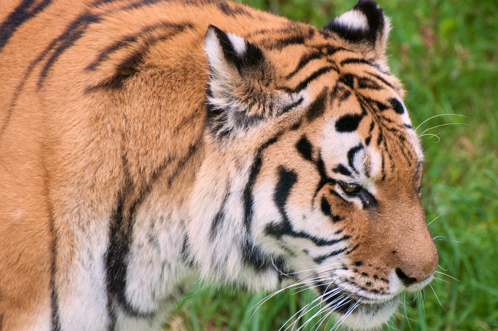 Tiger Photos Photos, Download The BEST Free Tiger Photos Stock Photos ...