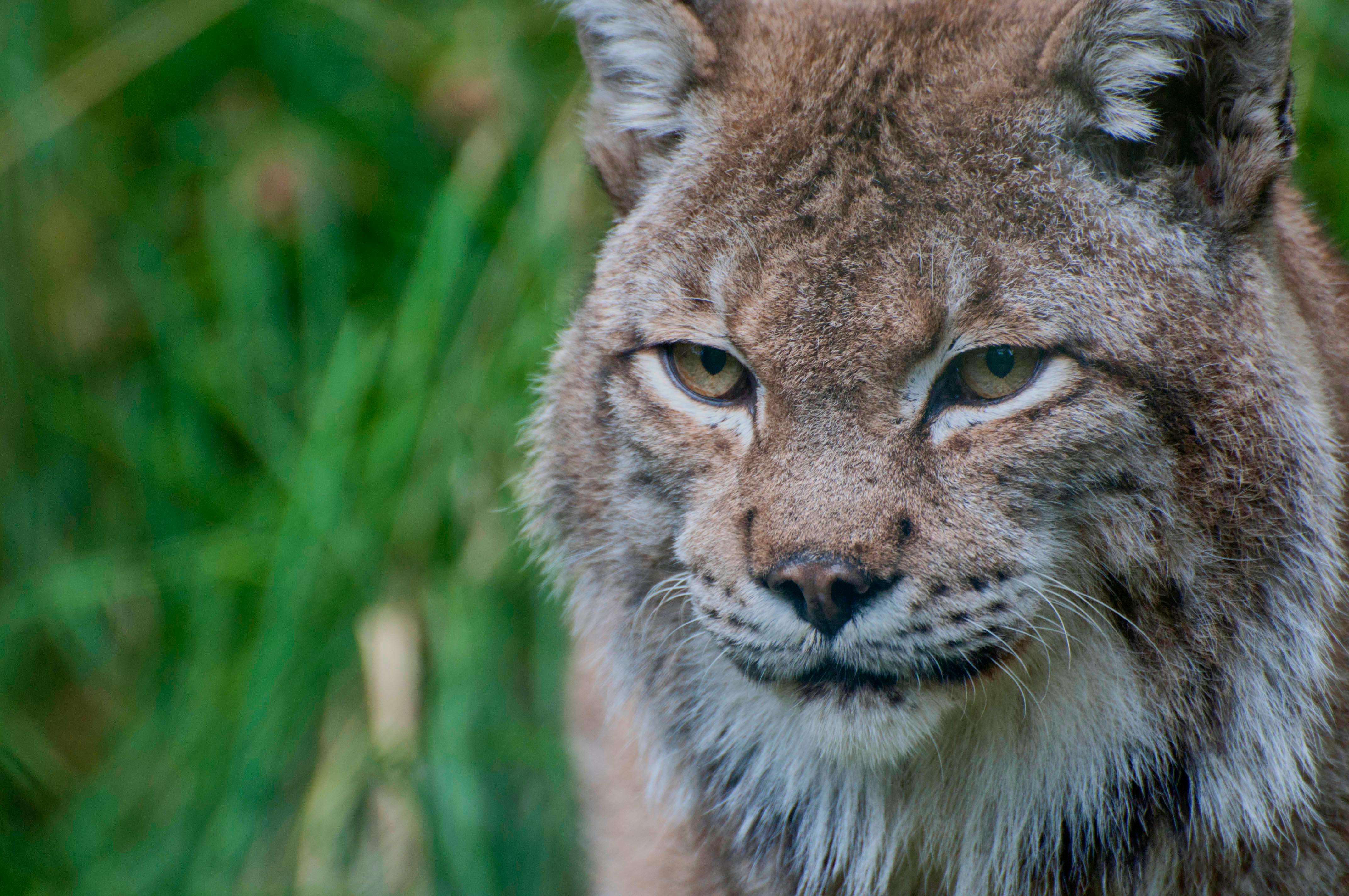 Brown and White Lynx in Close Photography · Free Stock Photo