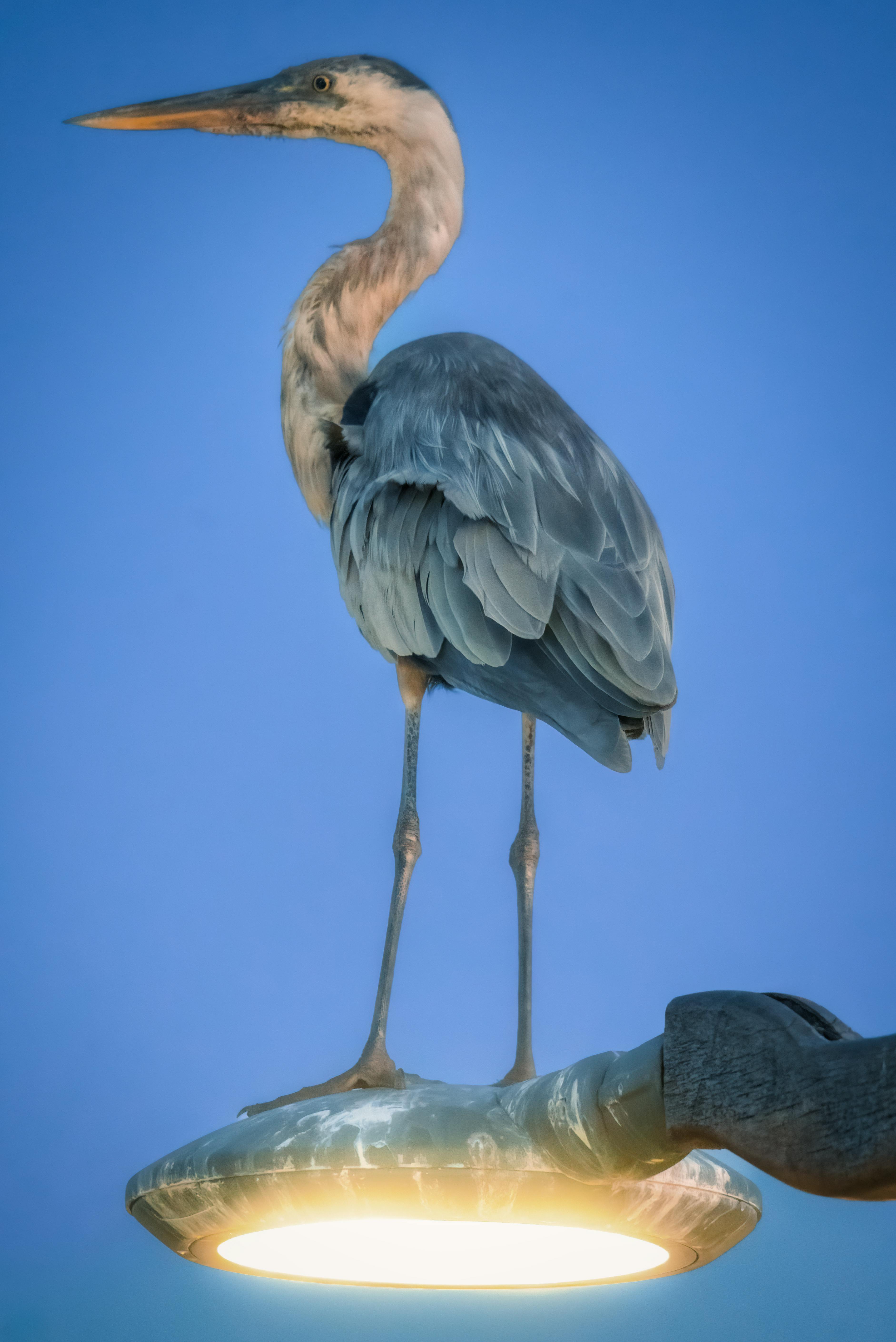 Stuffed Heron in a Studio · Free Stock Photo