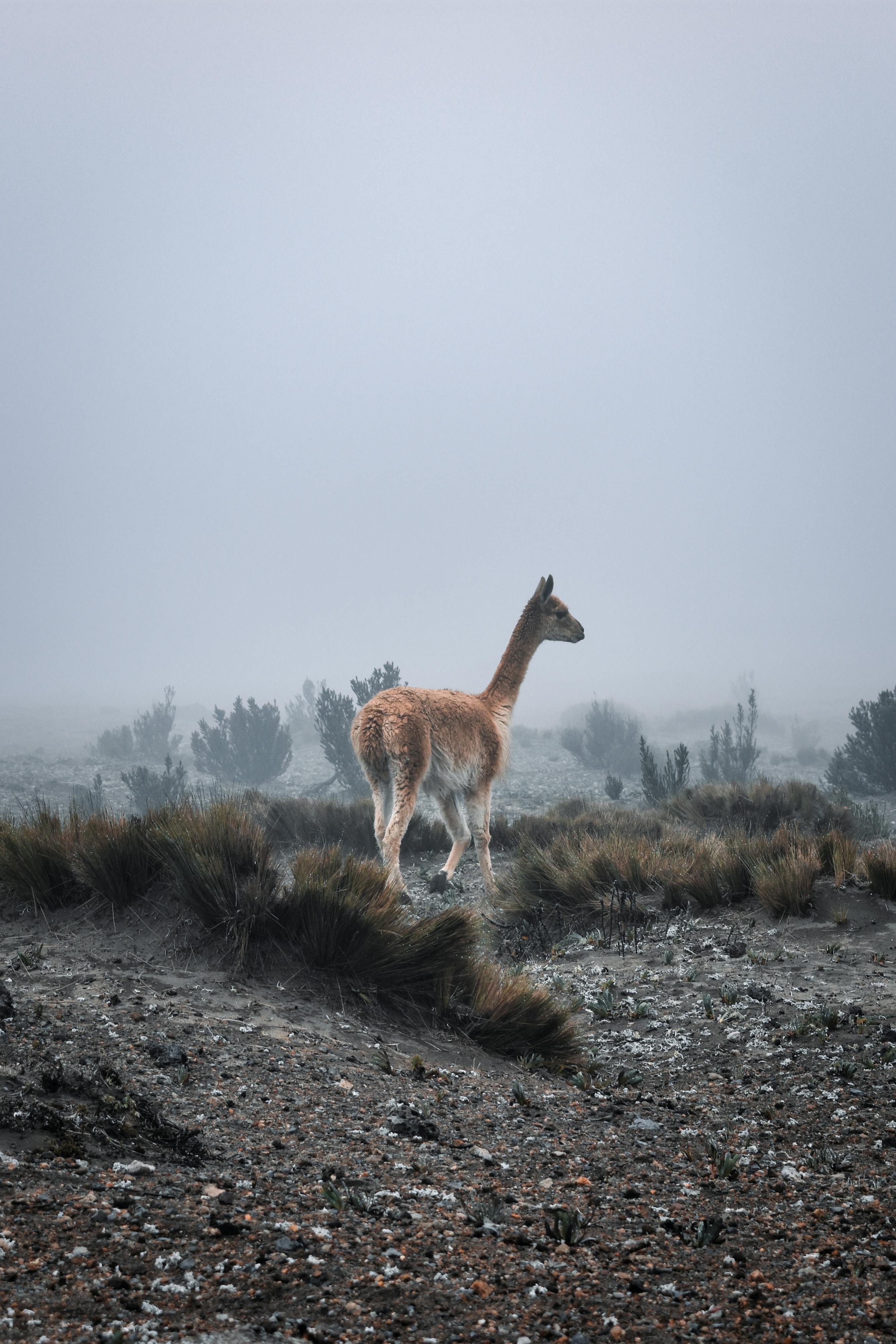 Llama in a Valley Covered with Fog · Free Stock Photo