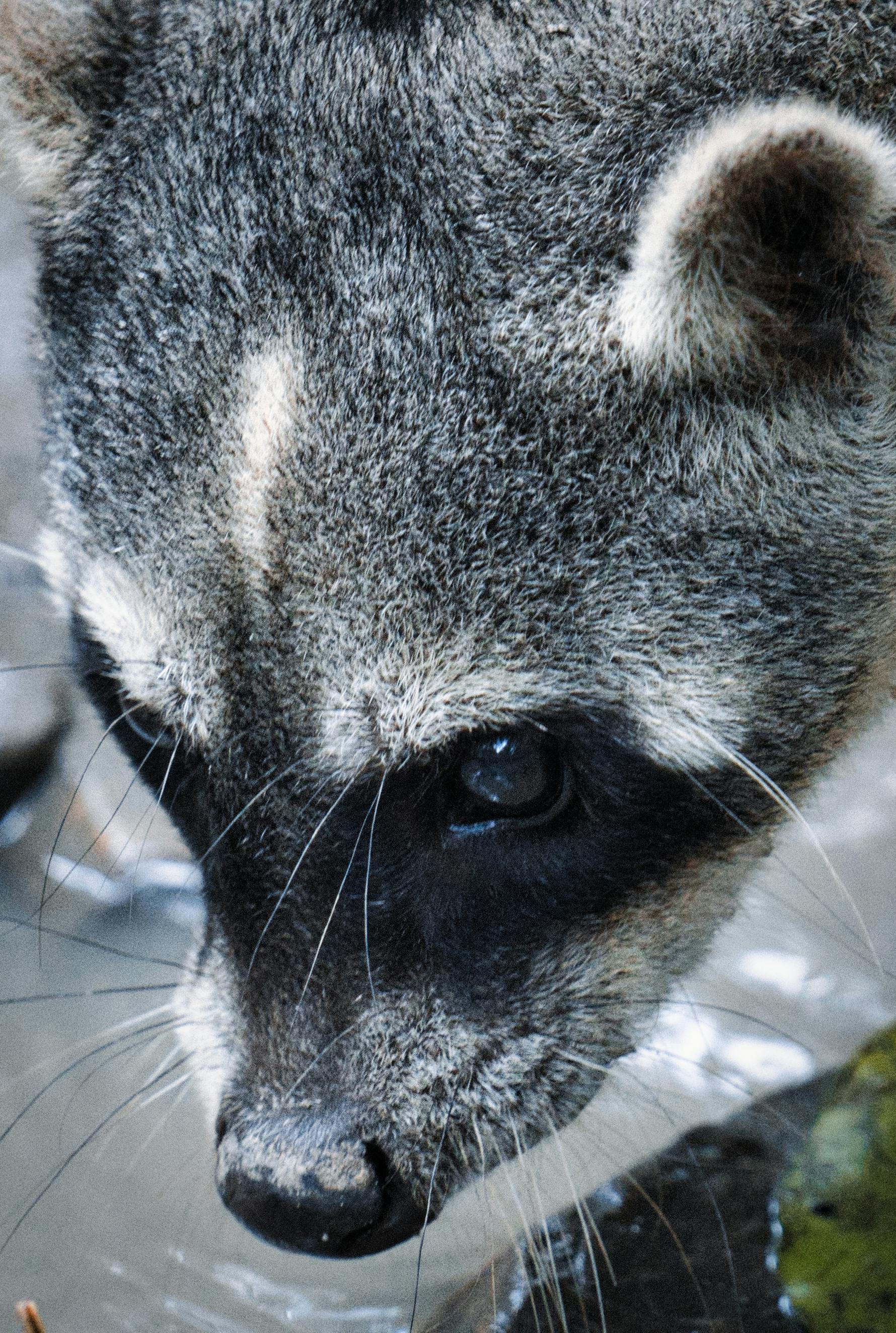 Head of Raccoon · Free Stock Photo