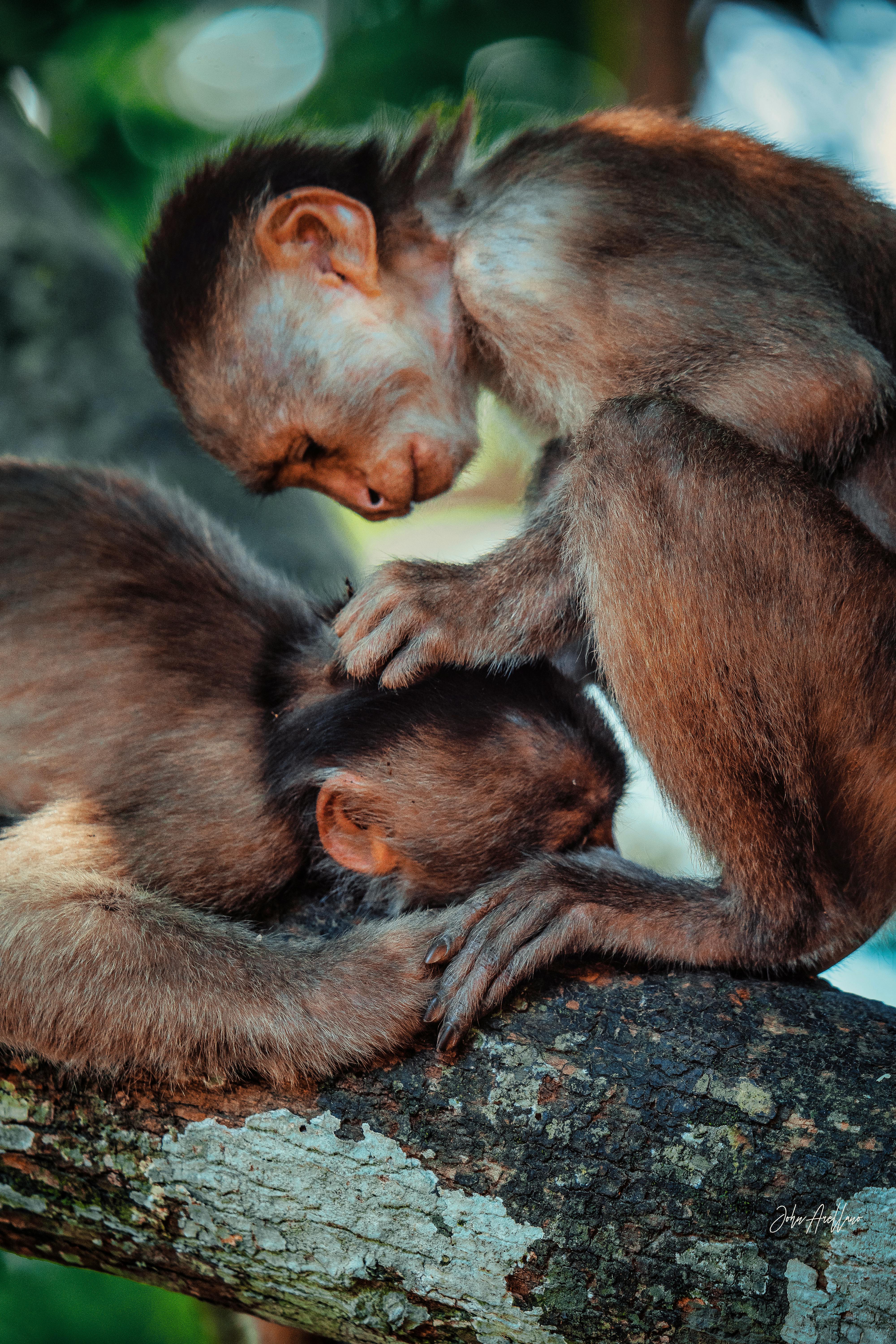Portrait of Monkeys Together · Free Stock Photo