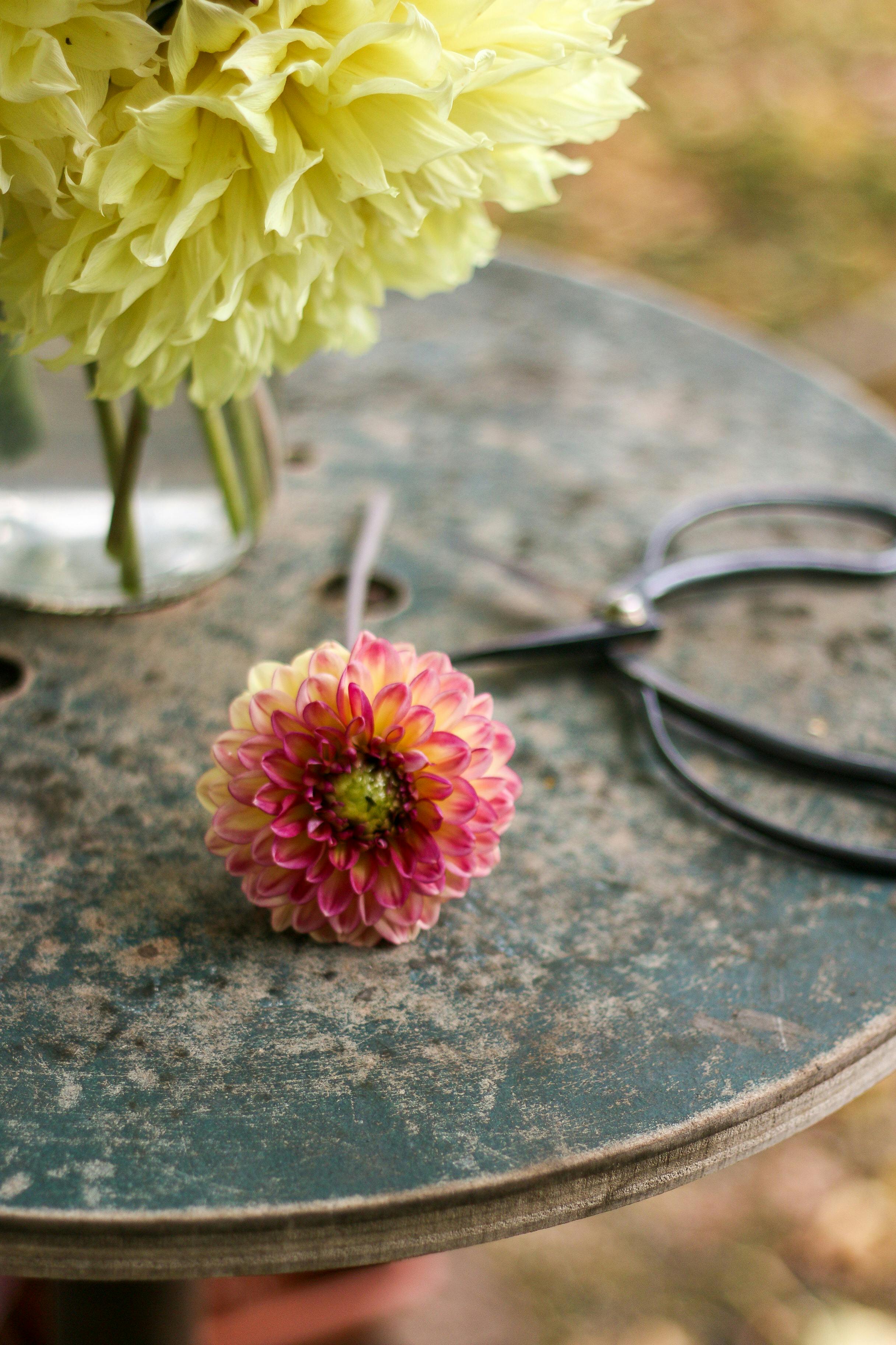 Pink Dalhia Flower on a Table · Free Stock Photo