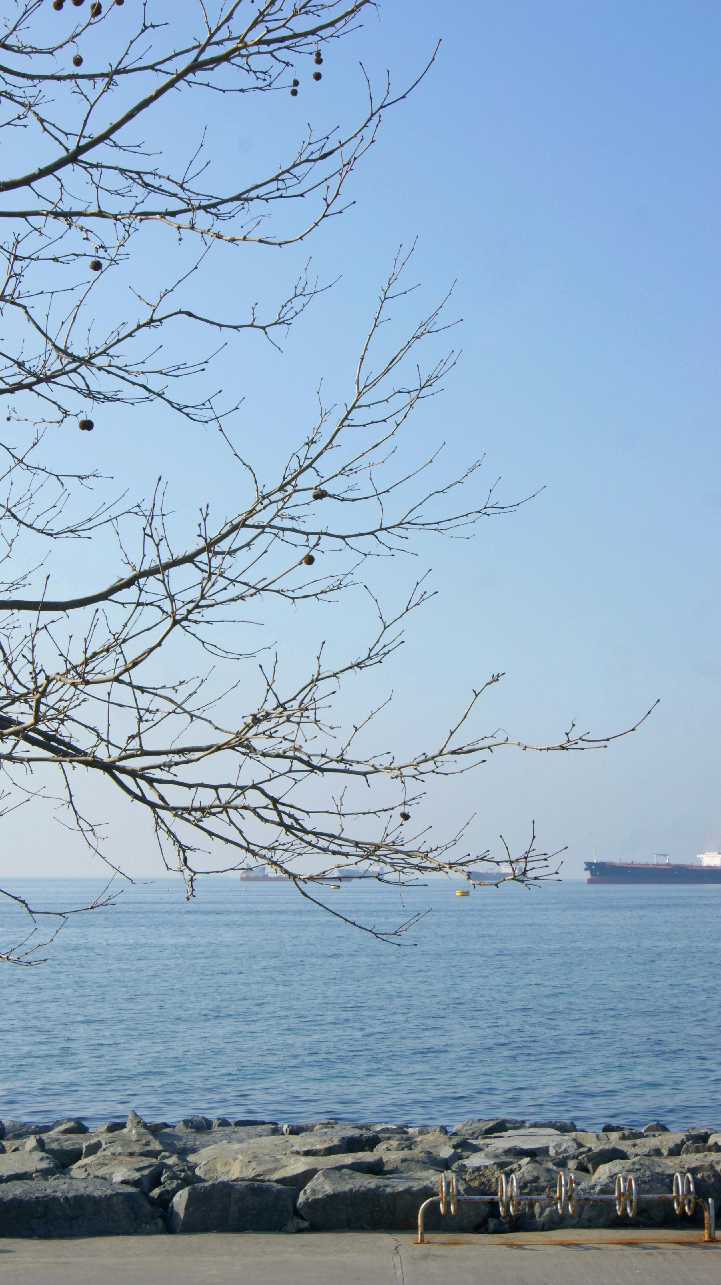Tree Branch by the Shore · Free Stock Photo