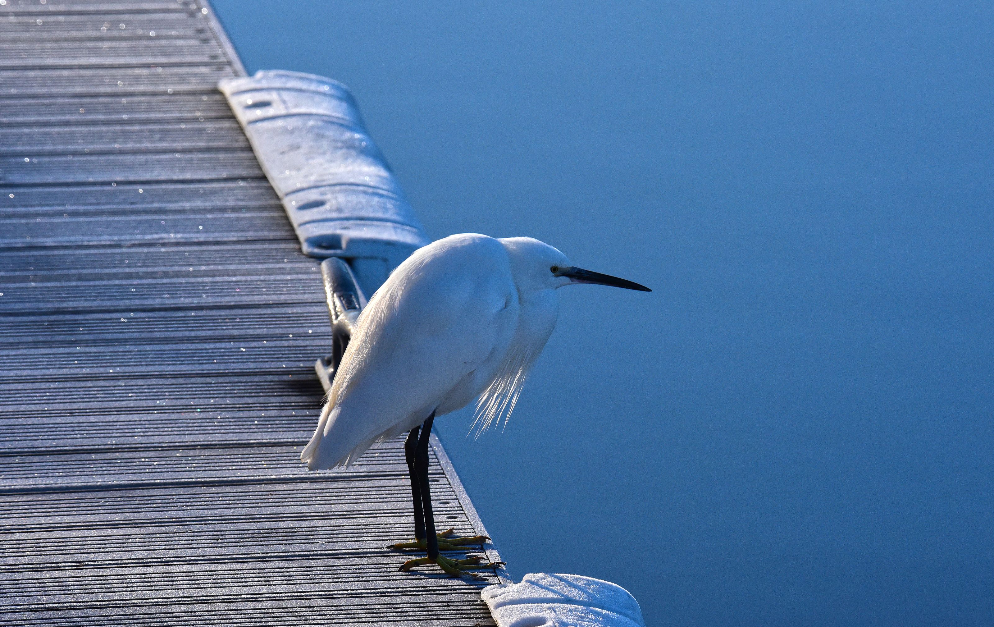 David Bell - Photography
