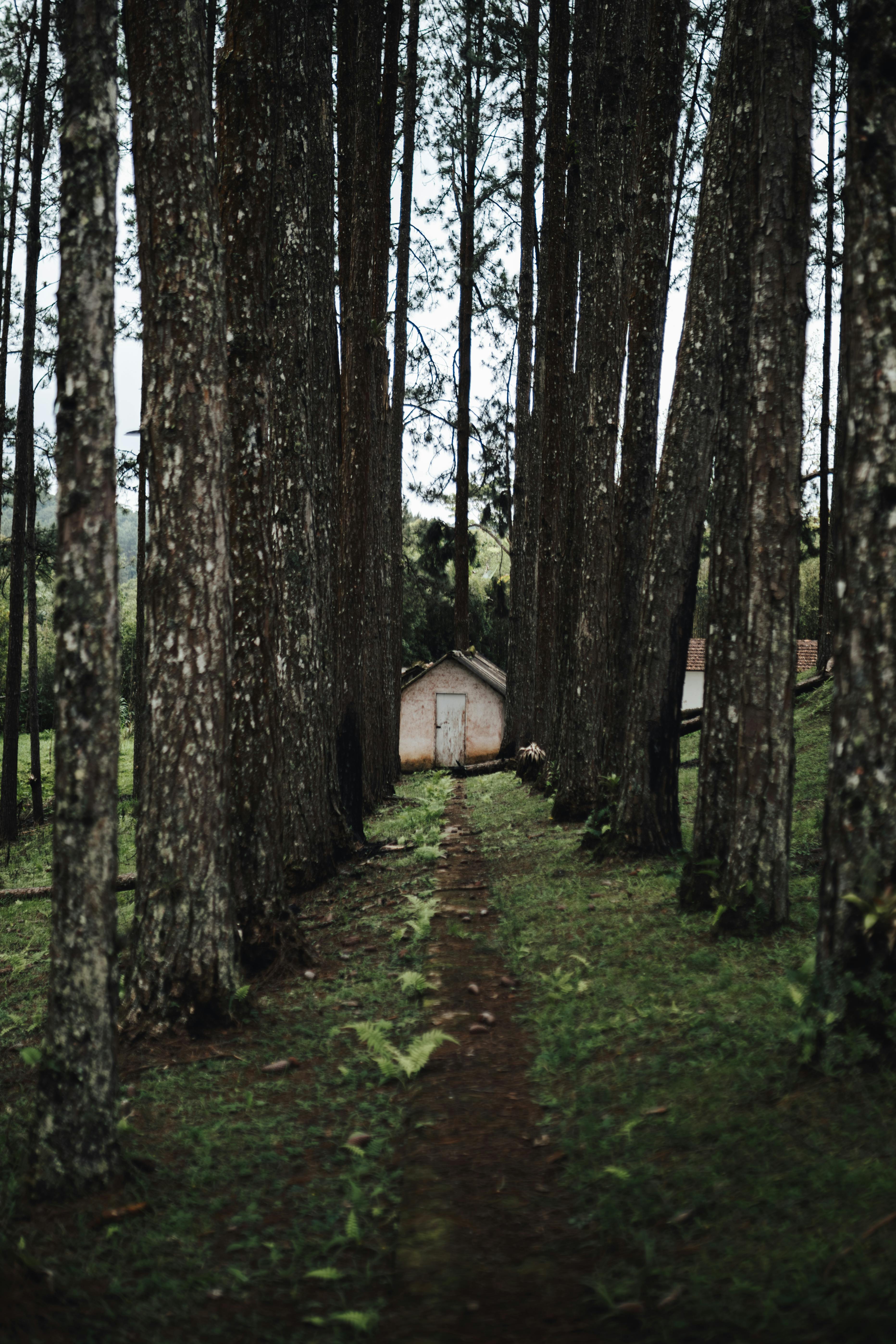 View of a Footpath between Trees in a Forest · Free Stock Photo