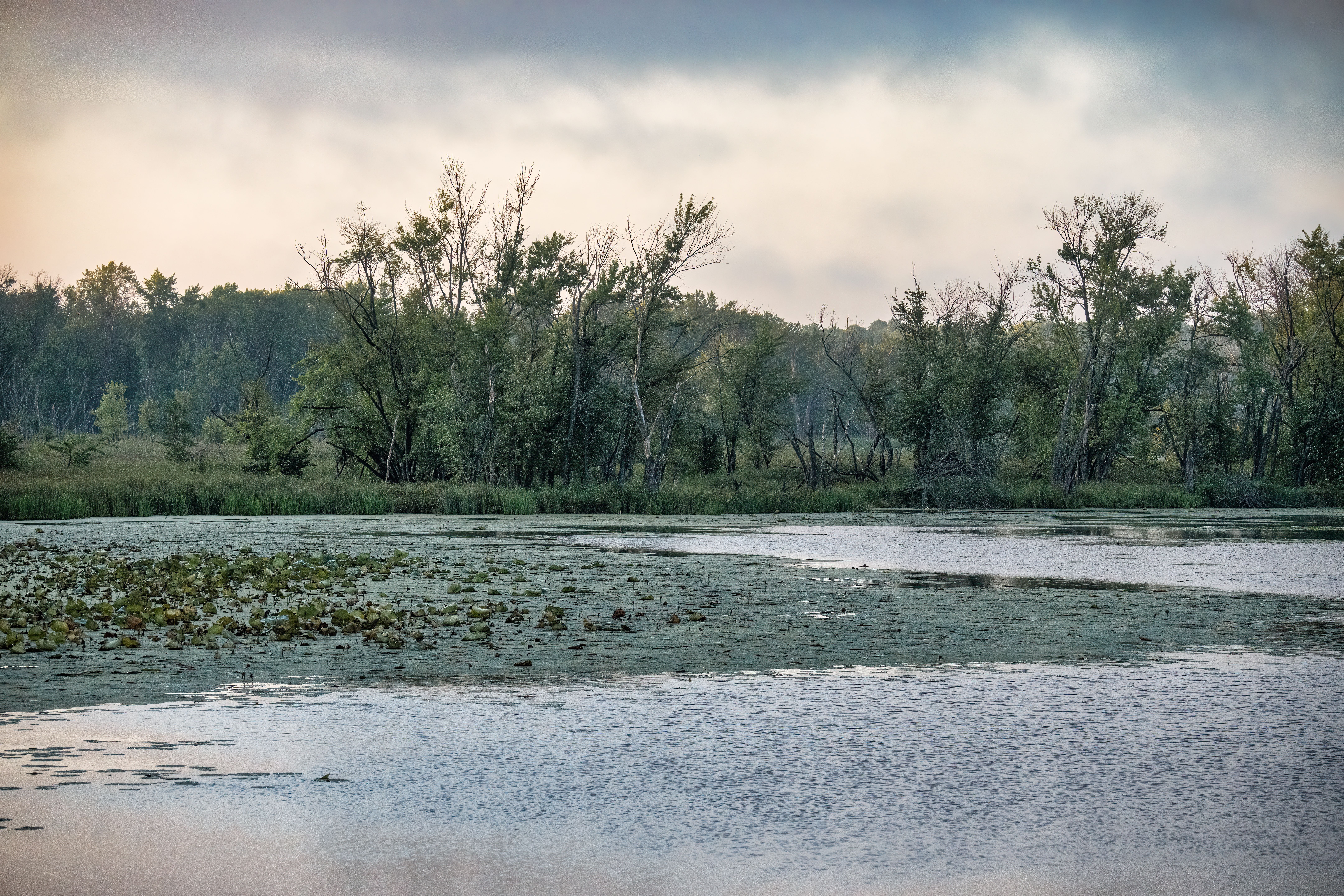Landscape with a Wetland and Trees on a Cloudy Weather · Free Stock Photo