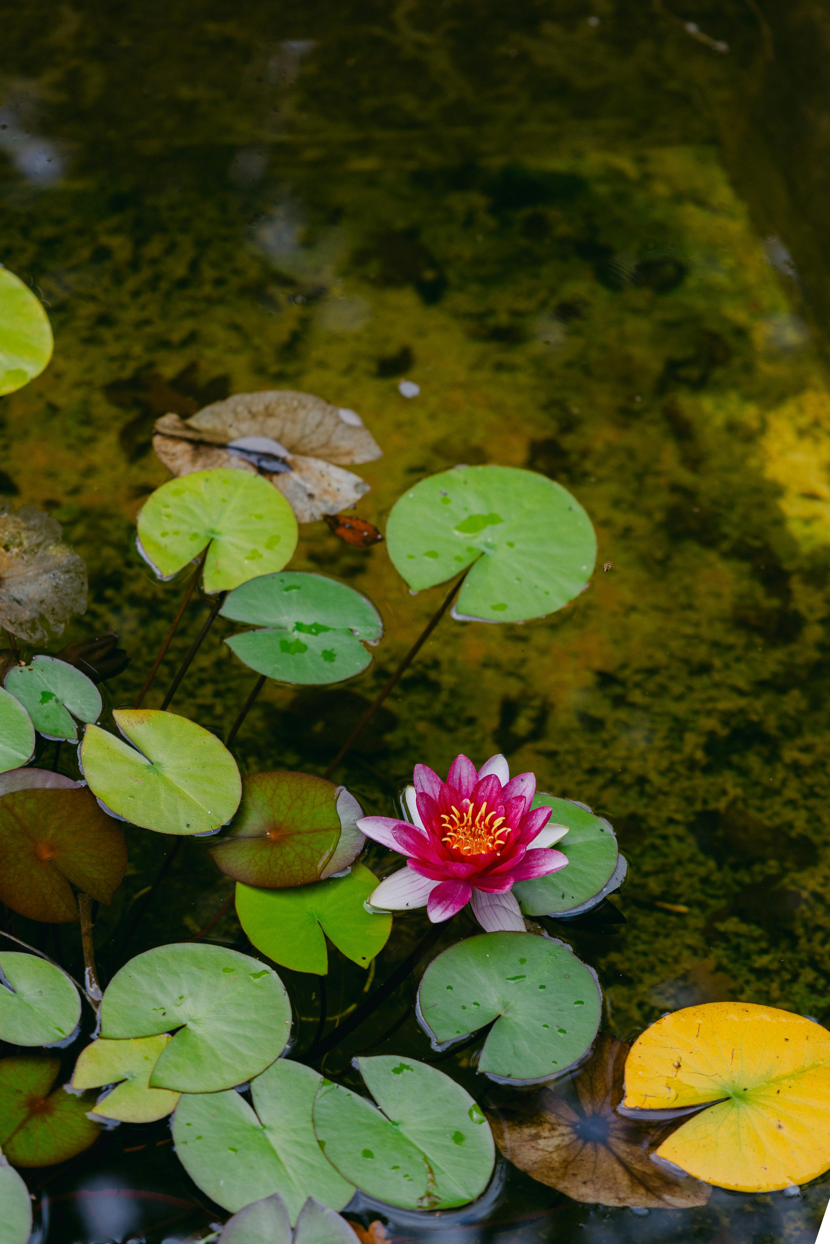 Pink Lilly Flower in a Stream · Free Stock Photo