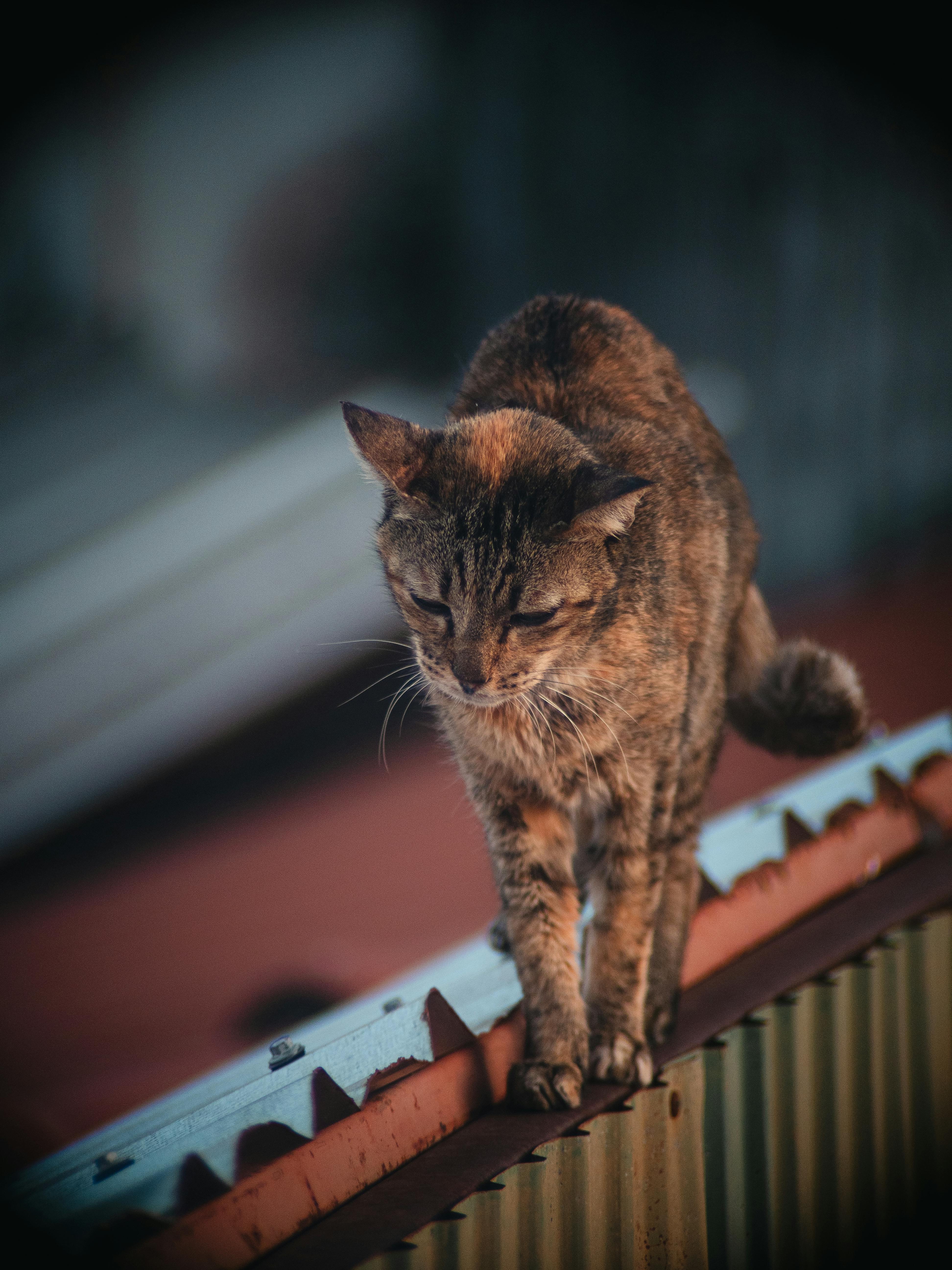 Wild Cat Perching by a Window · Free Stock Photo