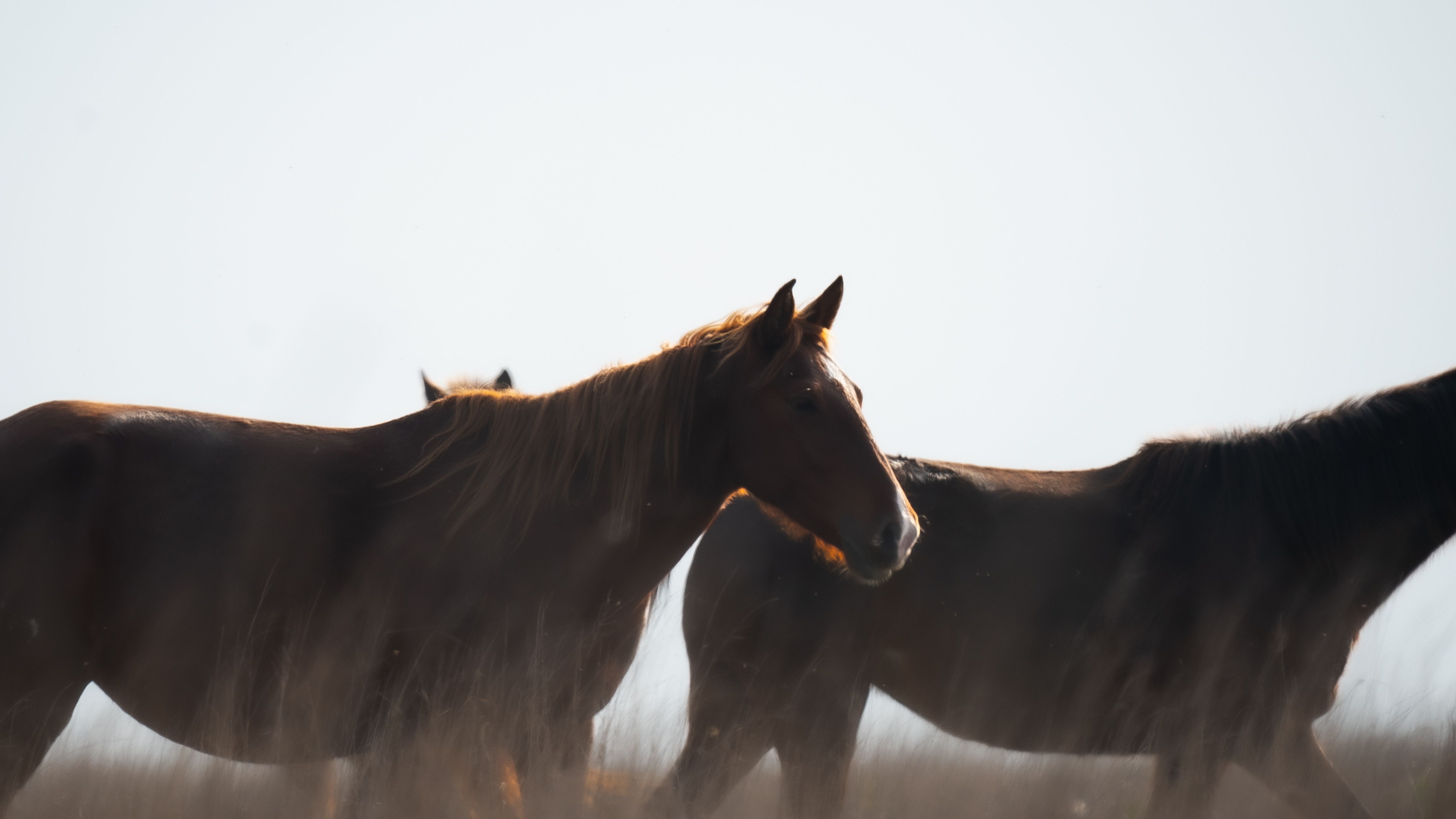 Side View of Brown Horses Standing · Free Stock Photo