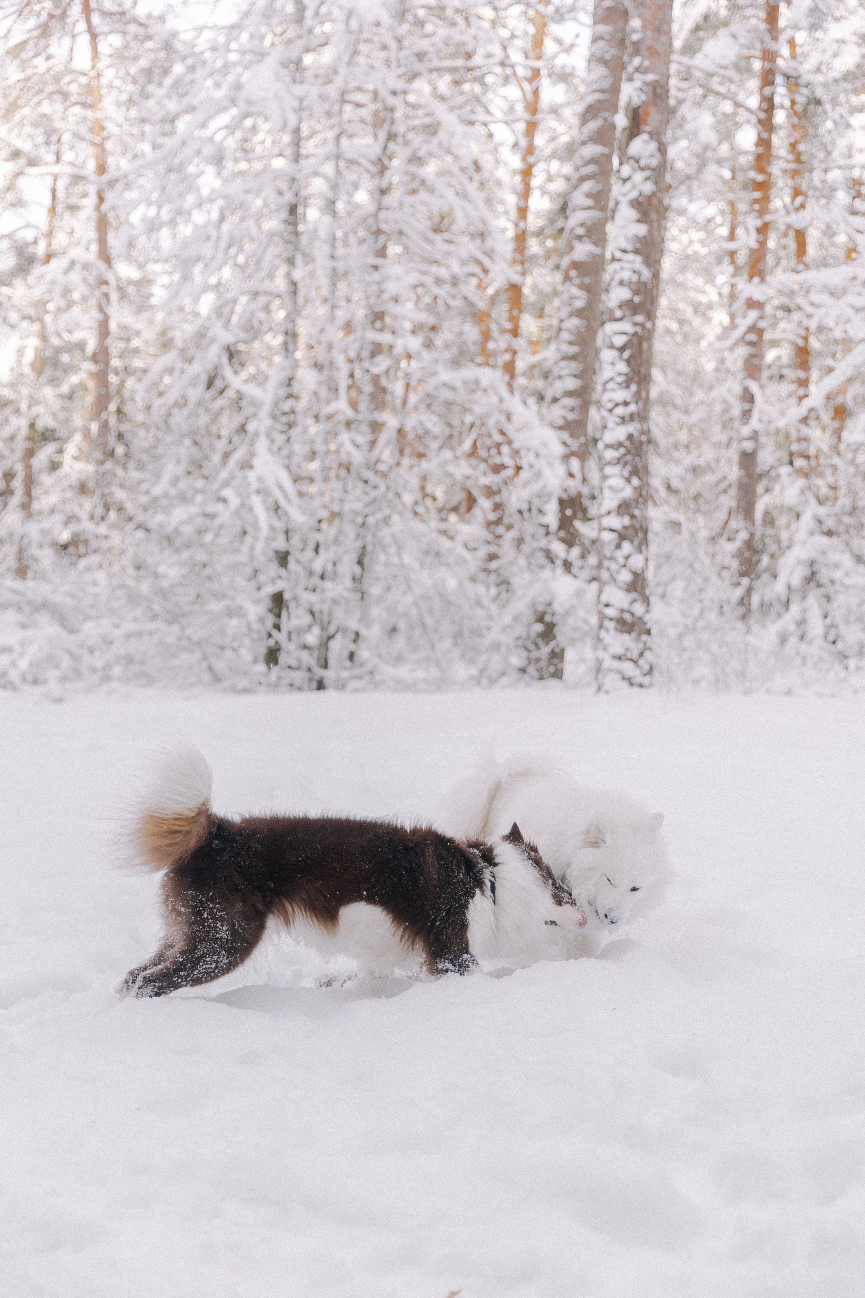 Cute Dogs Playing in Snow in Woods · Free Stock Photo