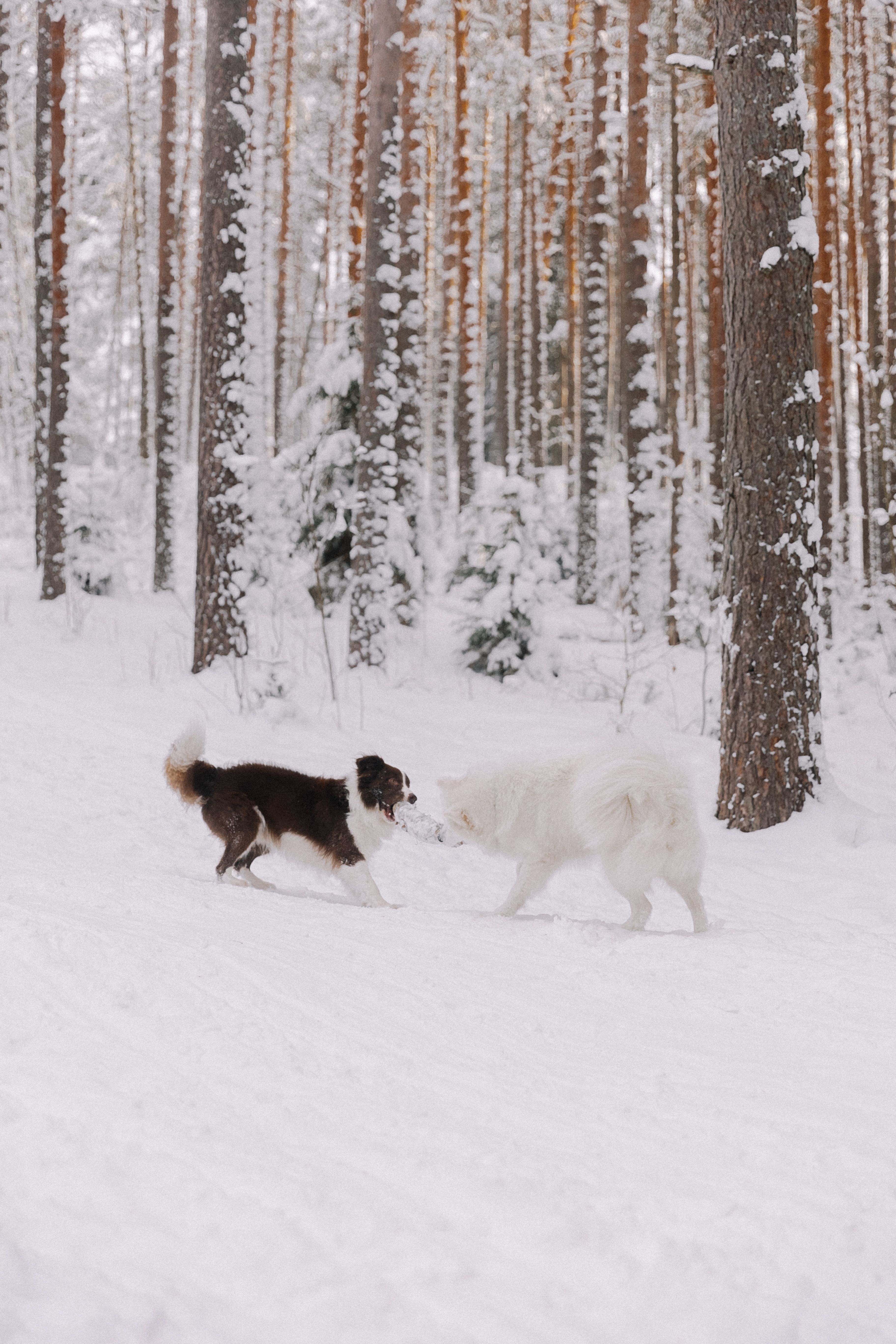 Dogs in Woods in Winter · Free Stock Photo