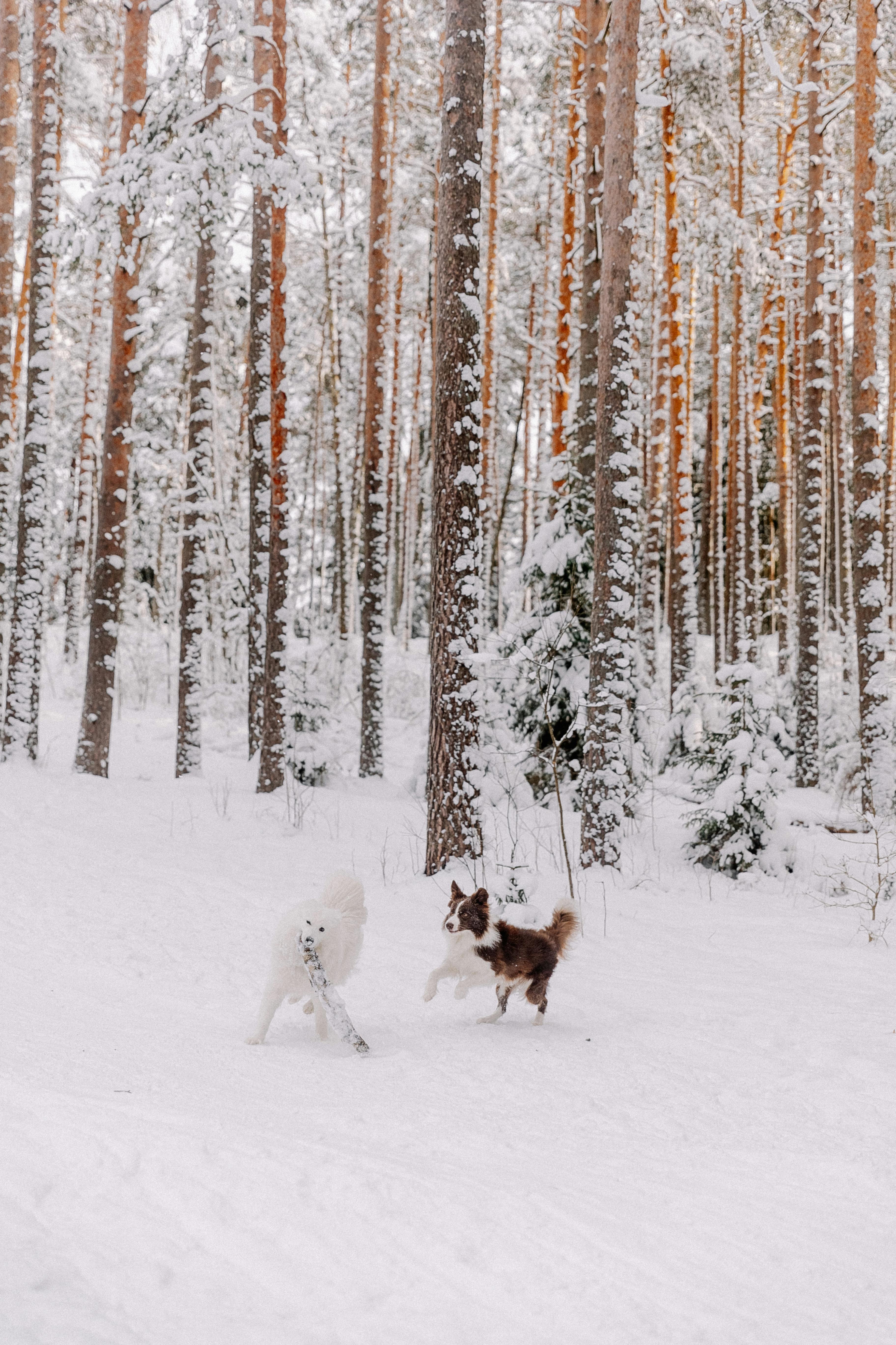 Alaskan Dogs Photos, Download The BEST Free Alaskan Dogs Stock Photos ...