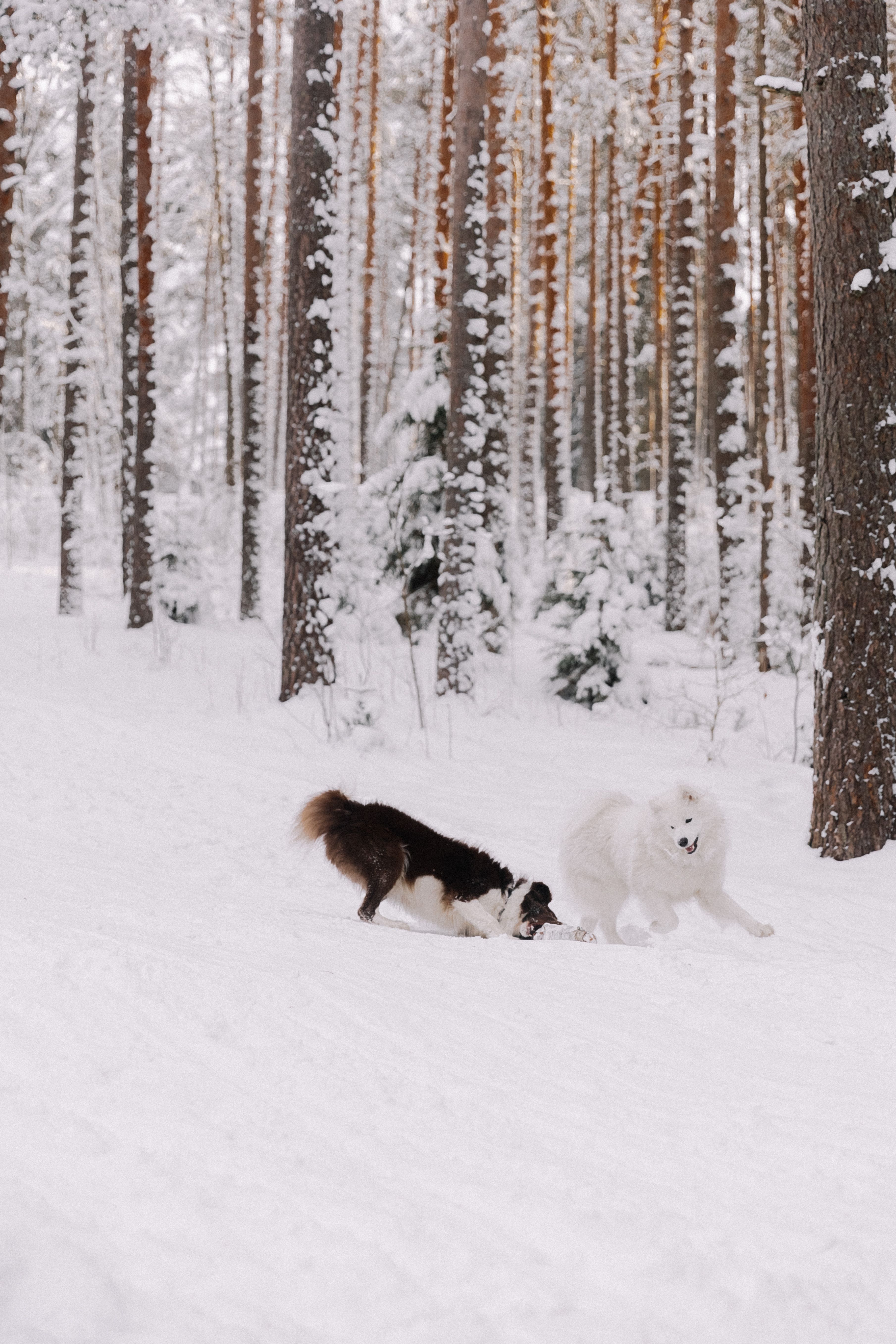 Dogs in a Forest in Winter · Free Stock Photo