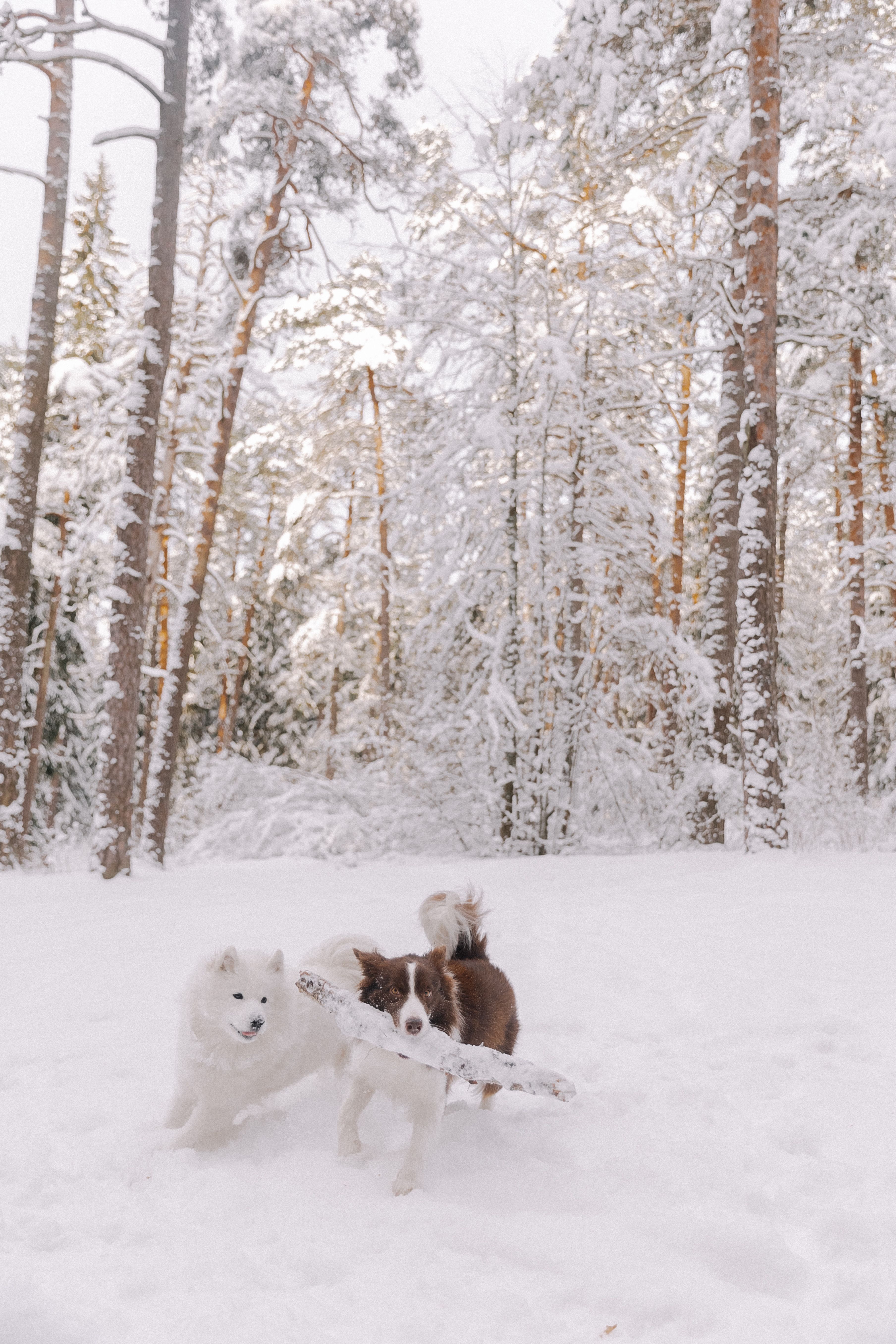 Dogs in a Forest in Winter · Free Stock Photo