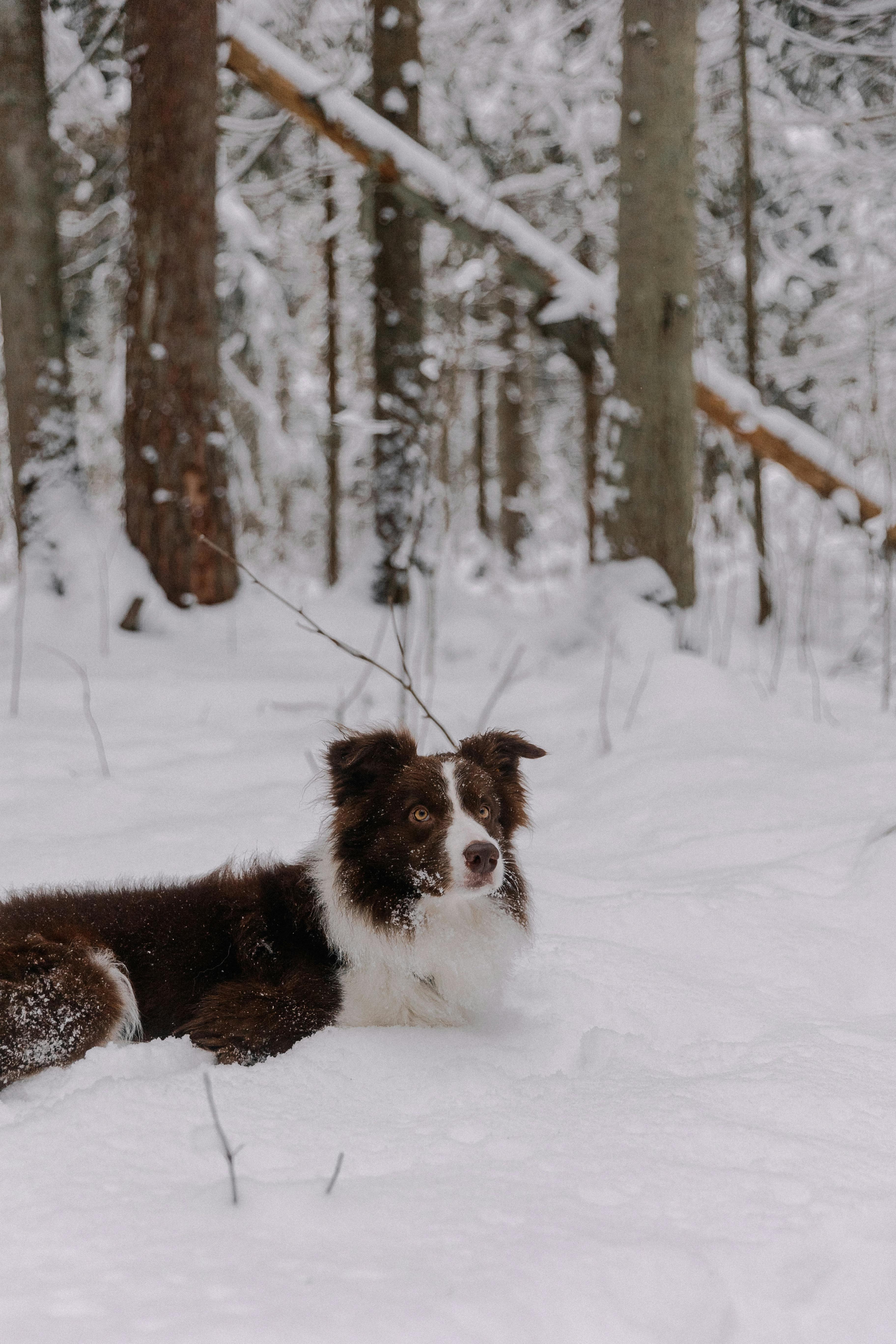 Dog Cover Photo Photos, Download The BEST Free Dog Cover Photo Stock ...