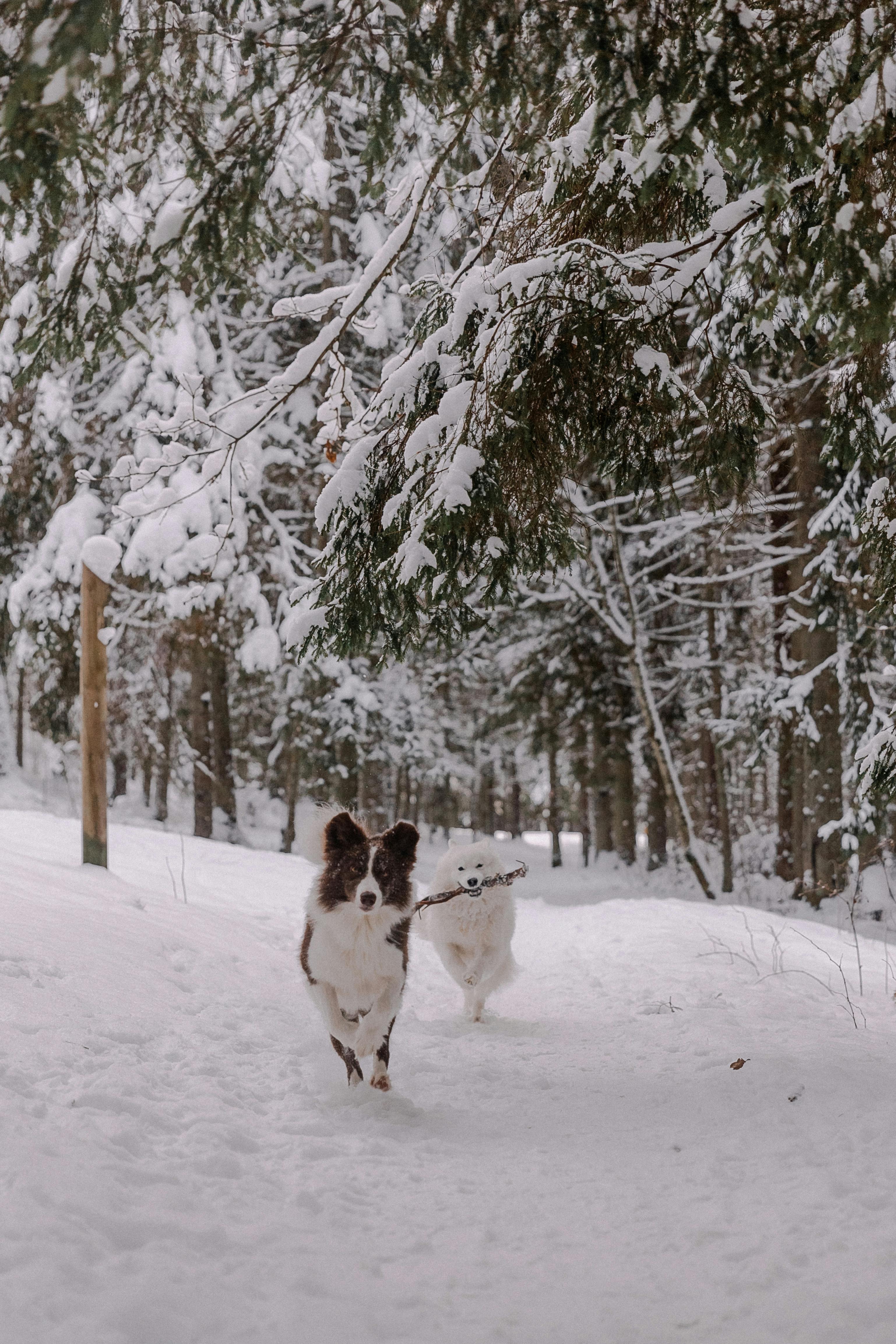 Dogs Playing In Snow Photos, Download The BEST Free Dogs Playing In ...