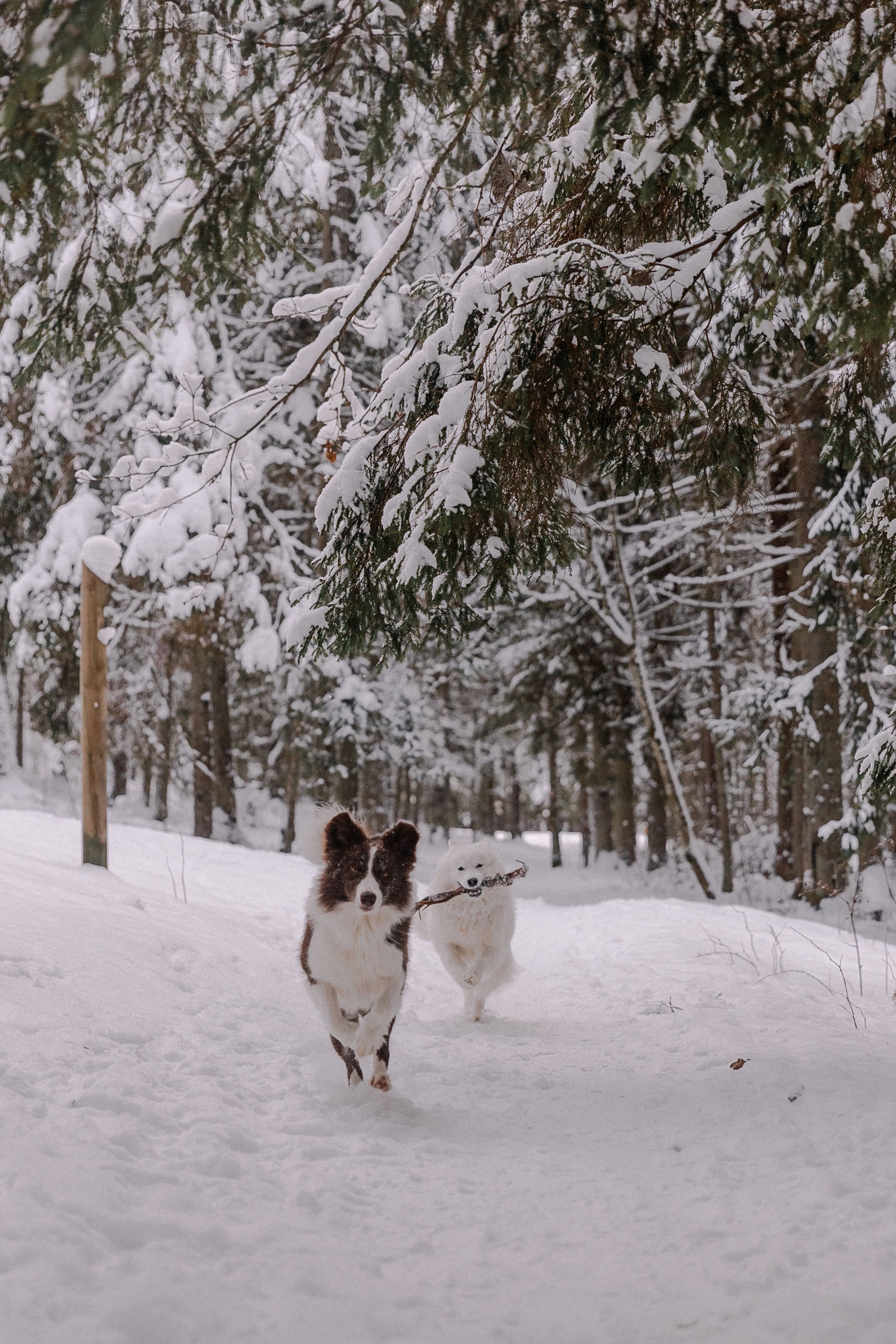 Dogs Sitting in Snow in Forest · Free Stock Photo