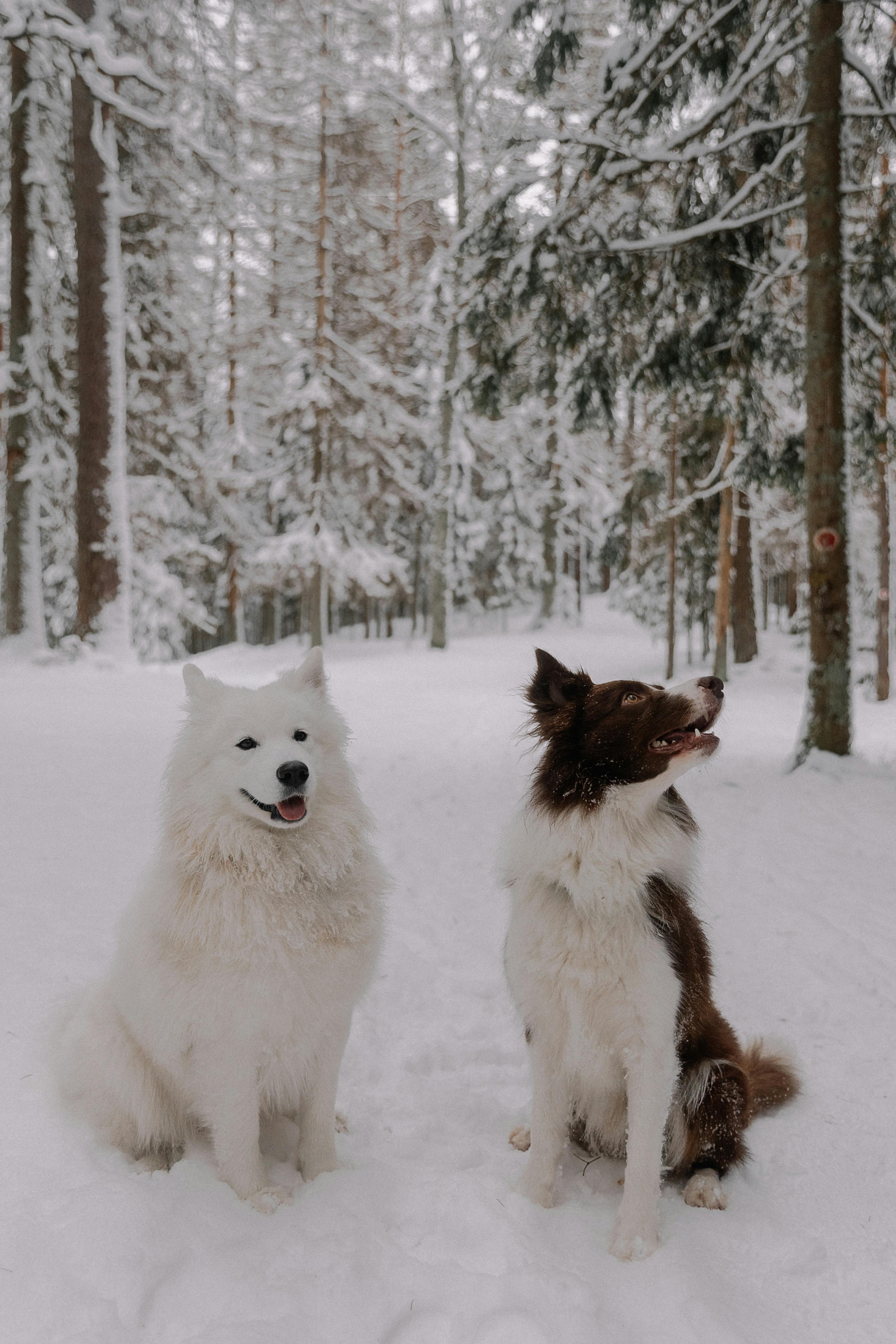 Dogs In Forest Photos, Download The BEST Free Dogs In Forest Stock ...