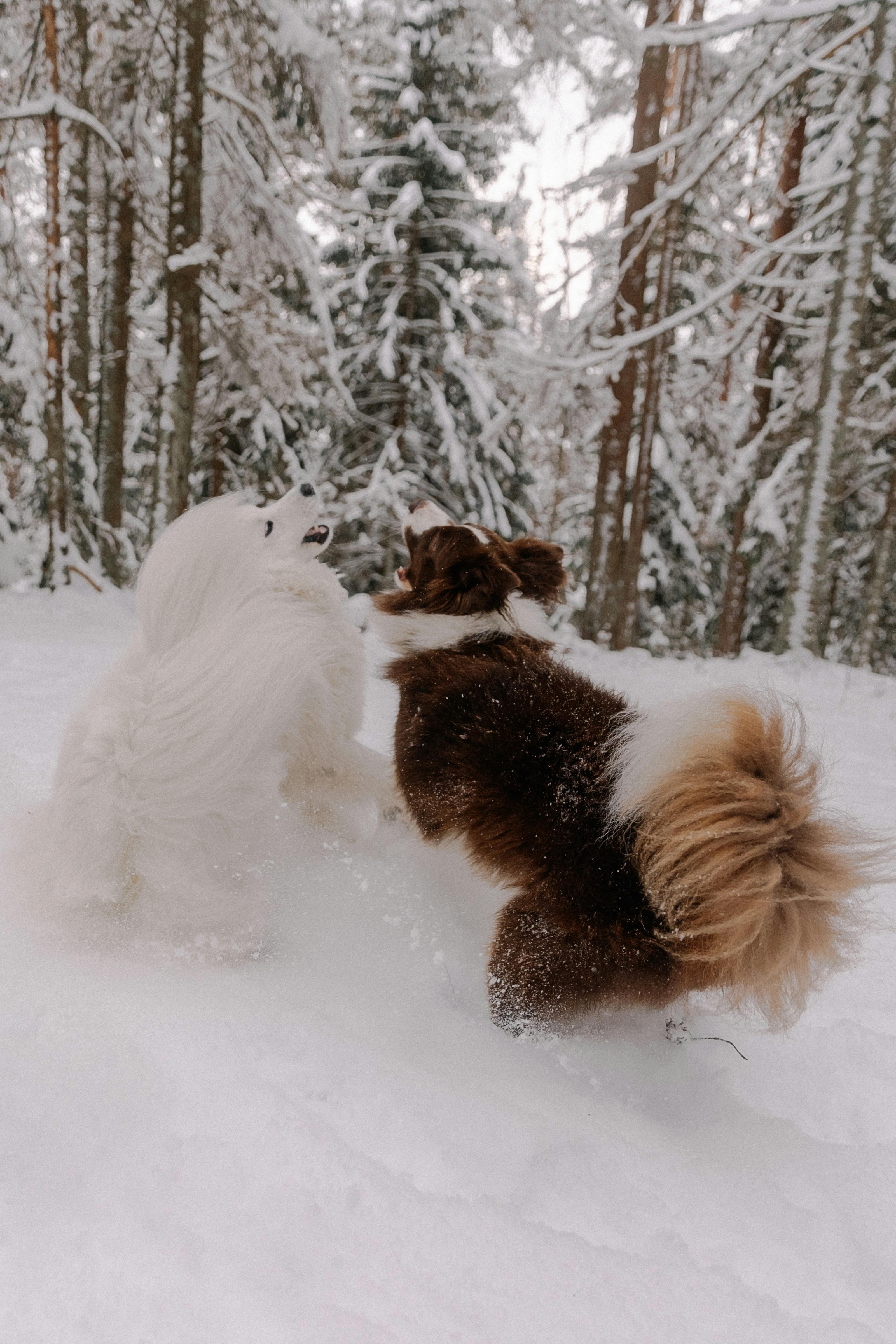Dogs Playing in Snow in Woods · Free Stock Photo