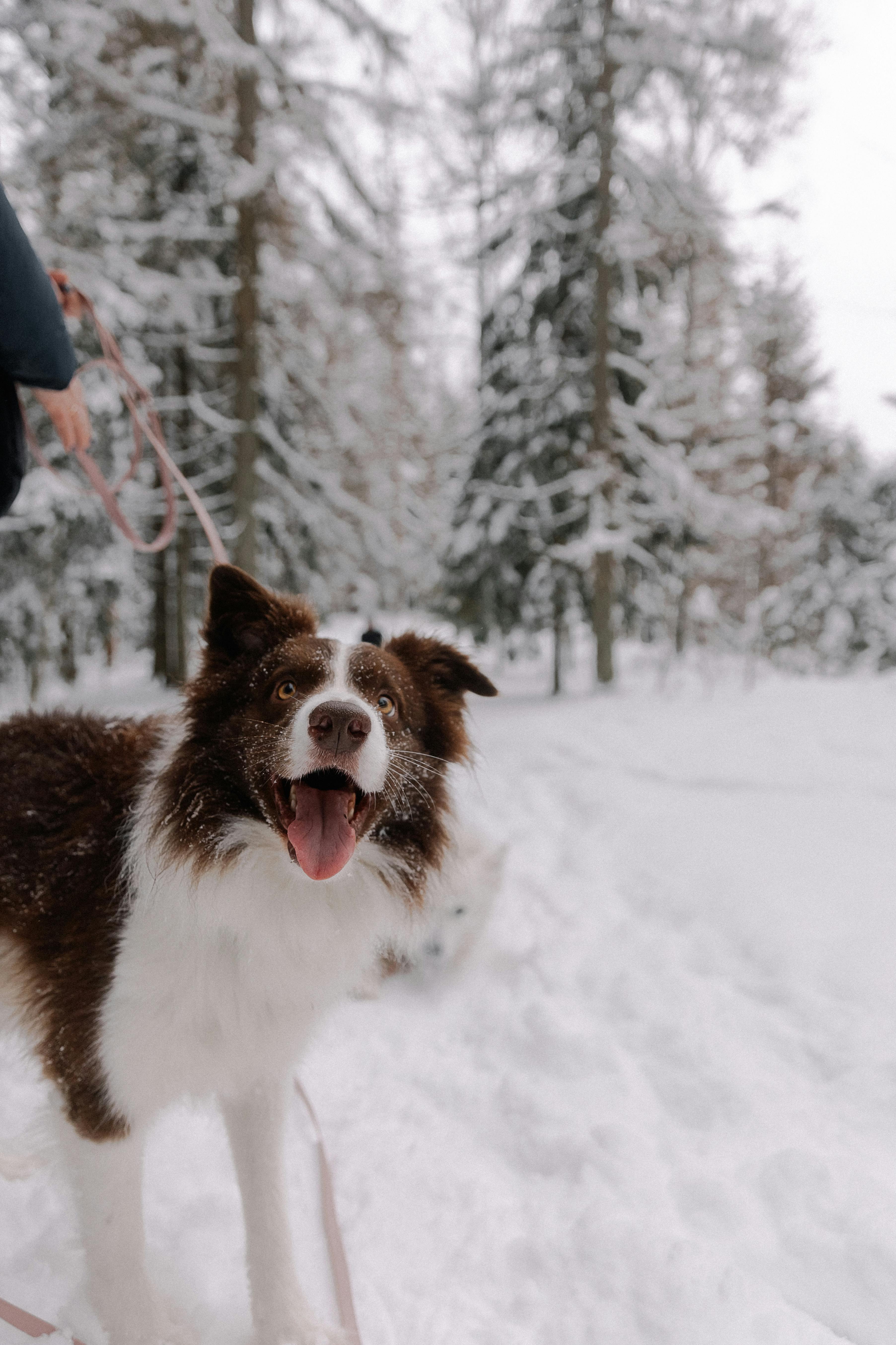 Cute Border Collie in Winter · Free Stock Photo