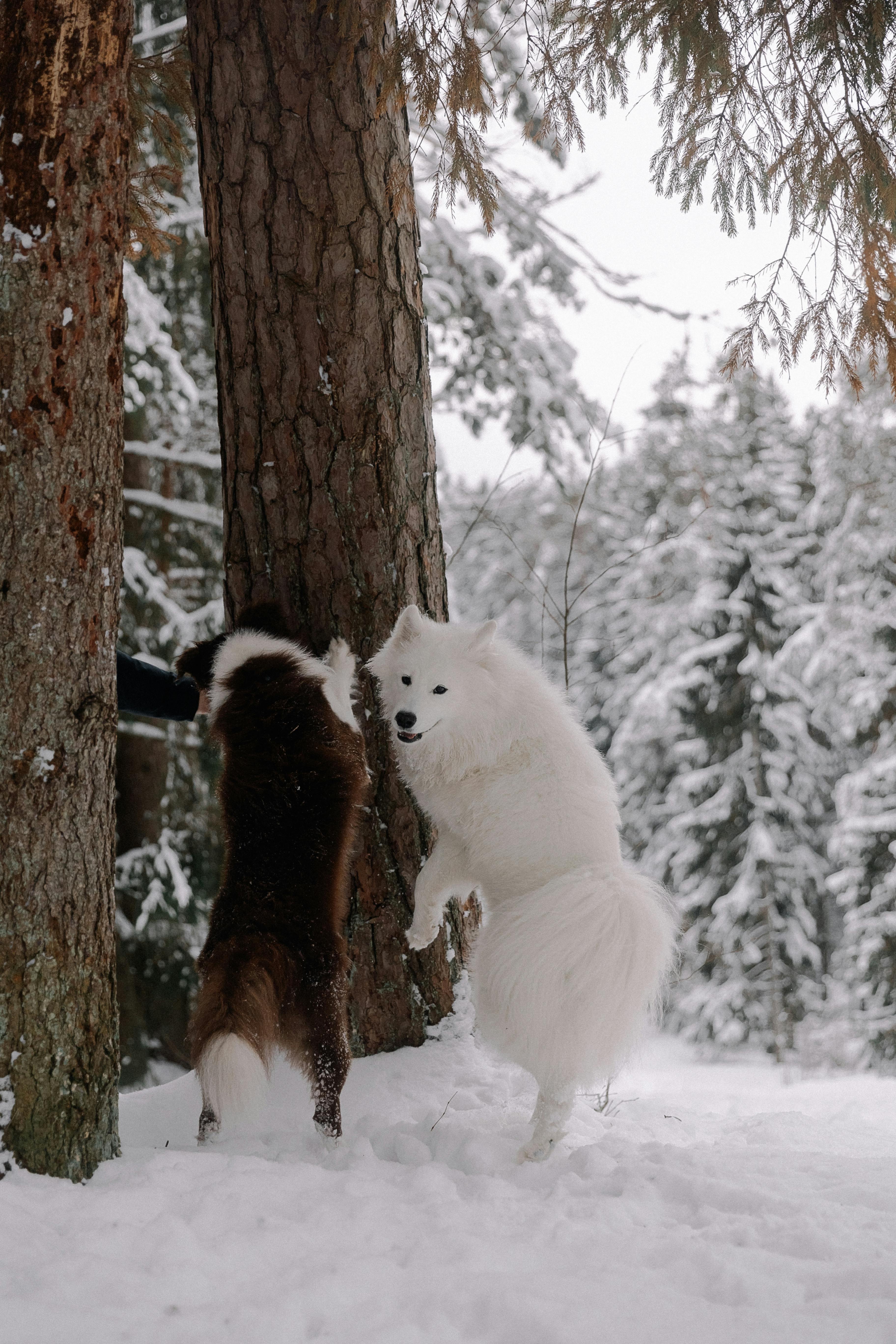 Dogs Playing near Trees in Forest · Free Stock Photo