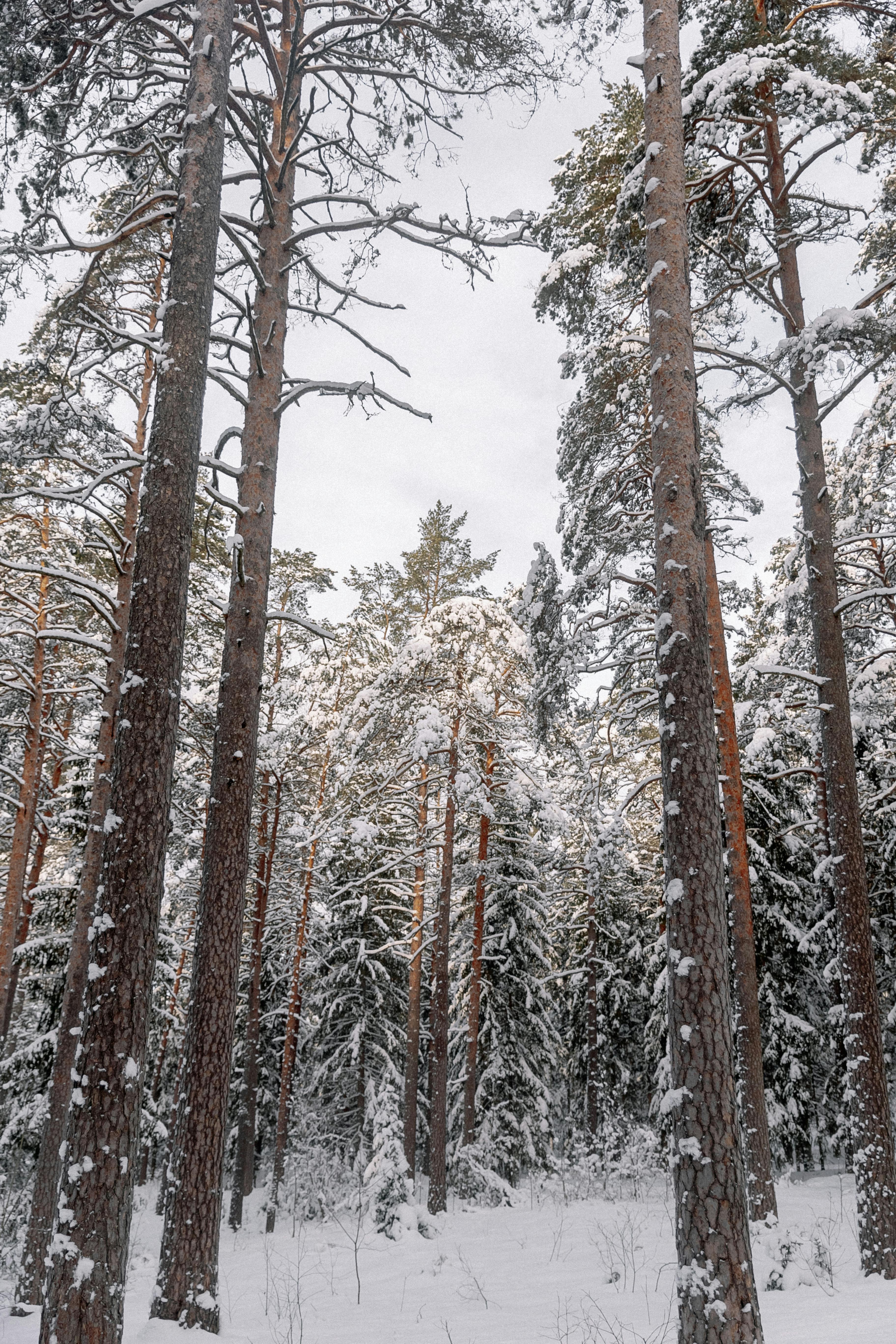 Snowy Conifers in Forest · Free Stock Photo