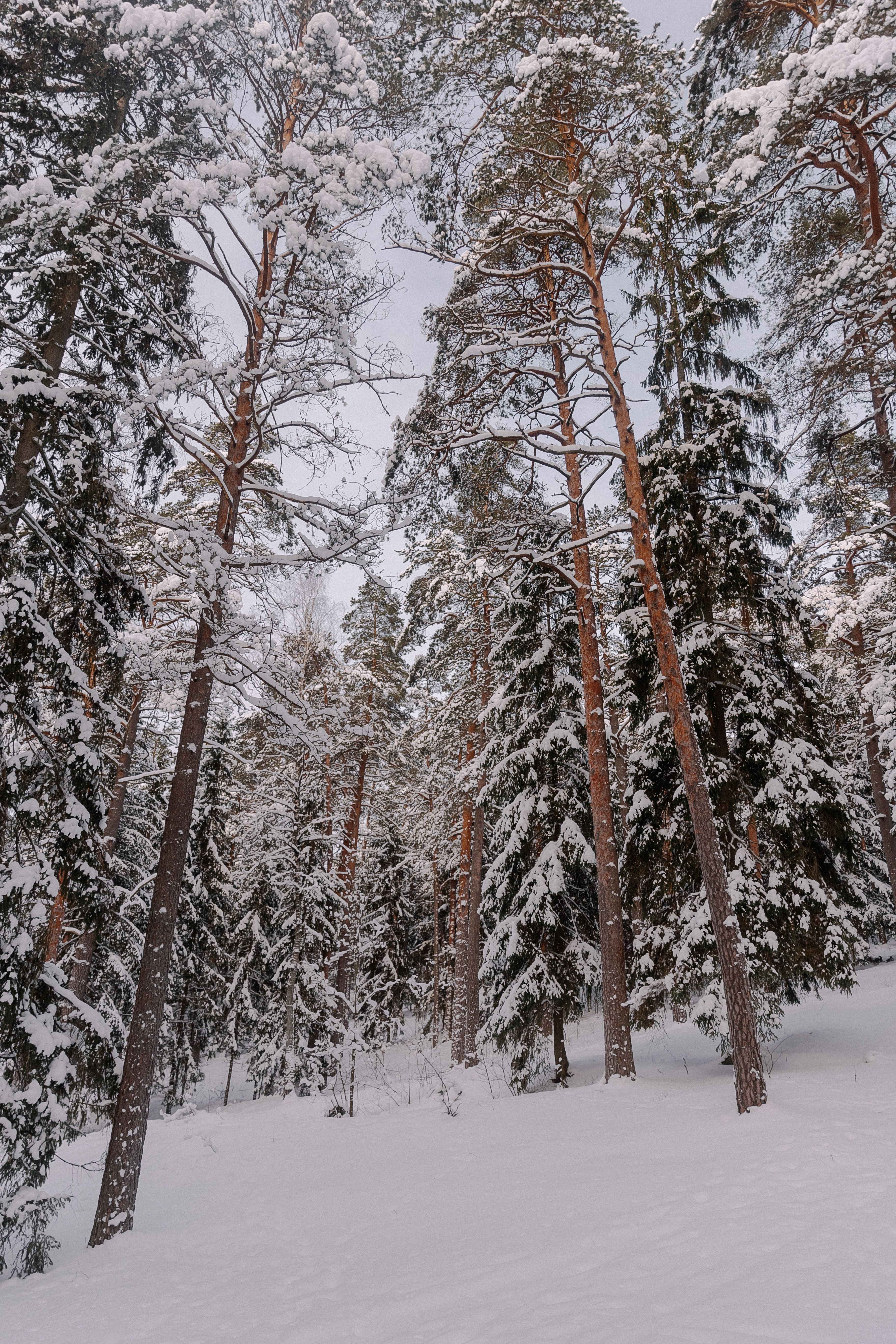 Conifers in Forest in Winter · Free Stock Photo