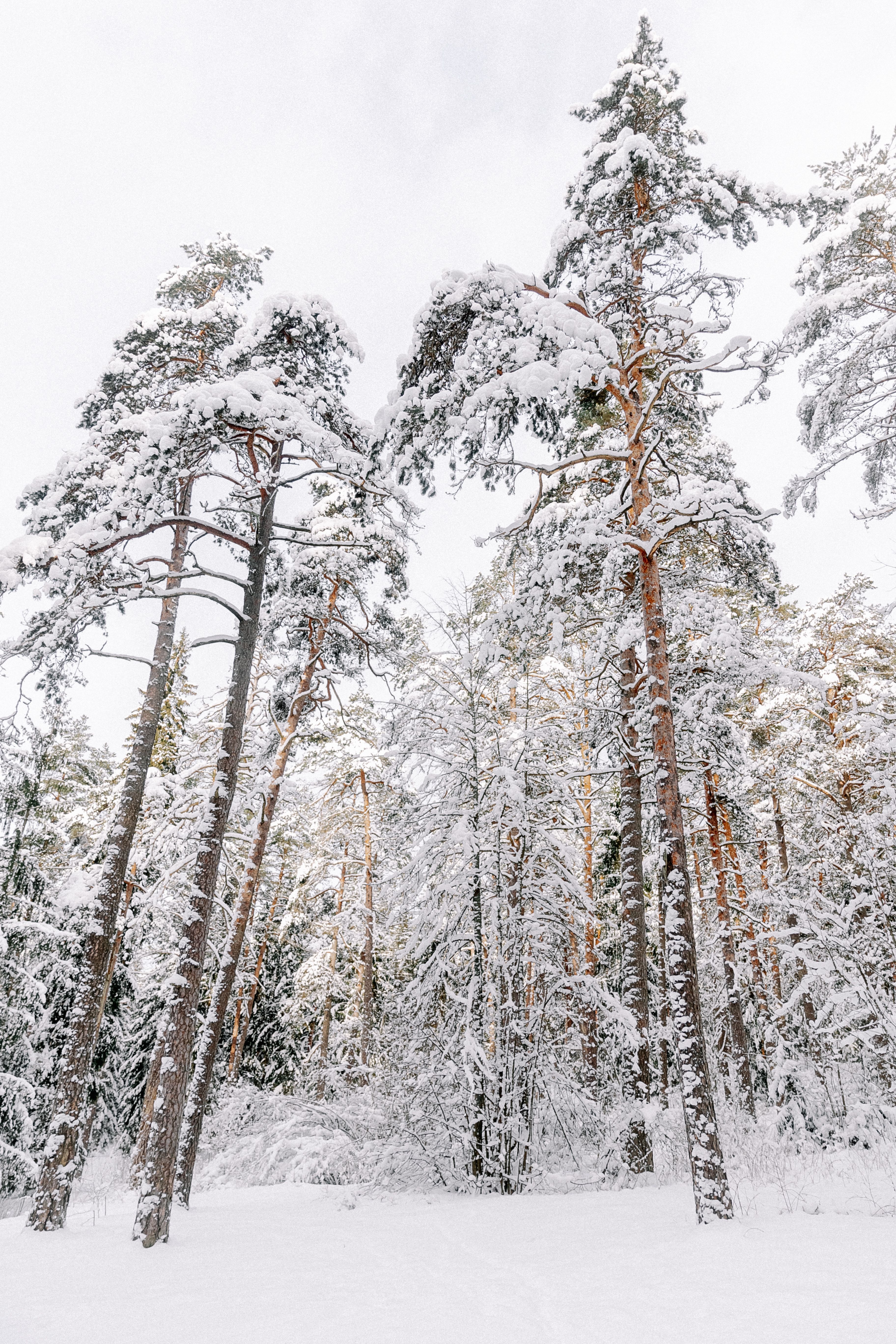 Snowy Tall Conifers · Free Stock Photo