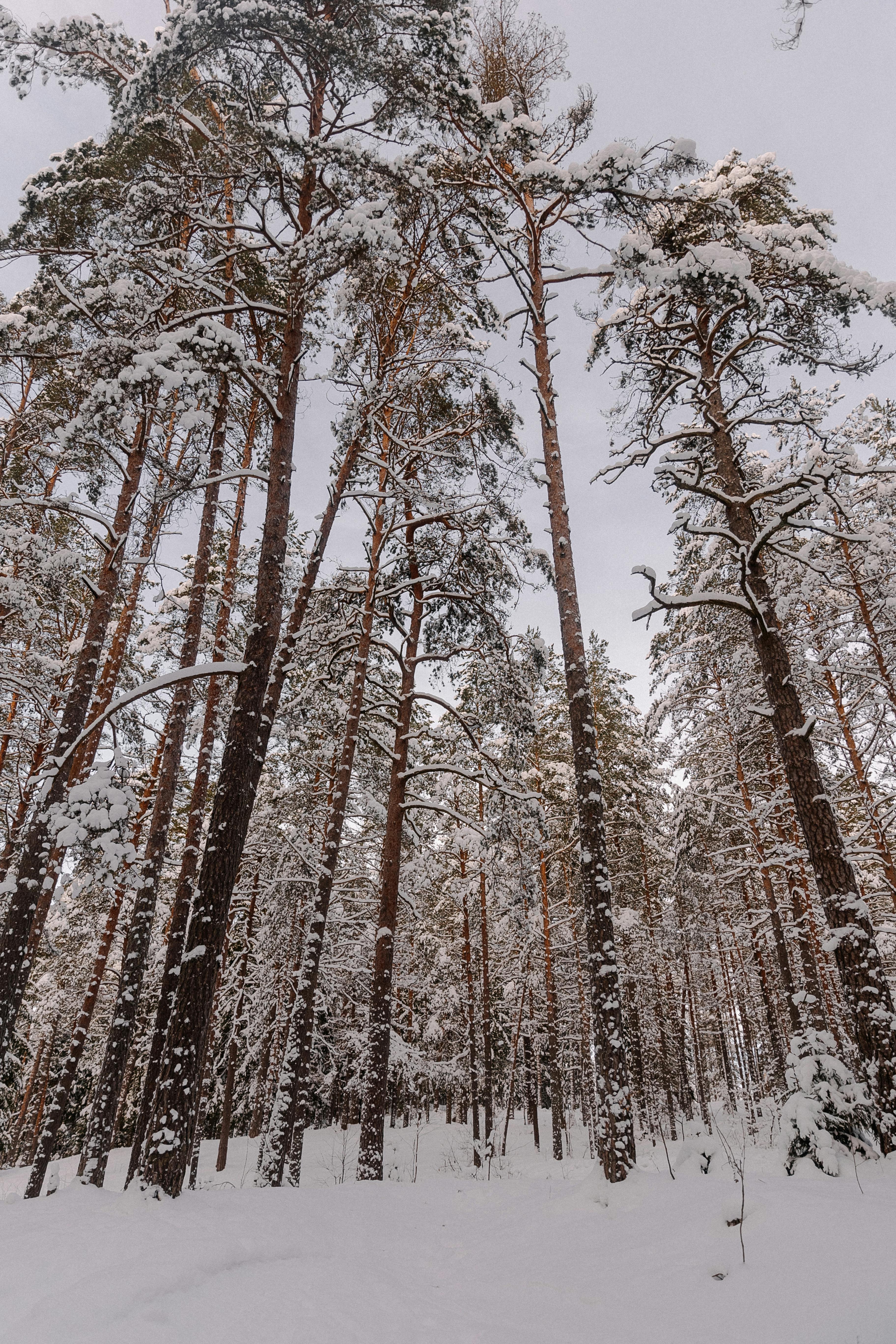 Snow Covered Trees · Free Stock Photo