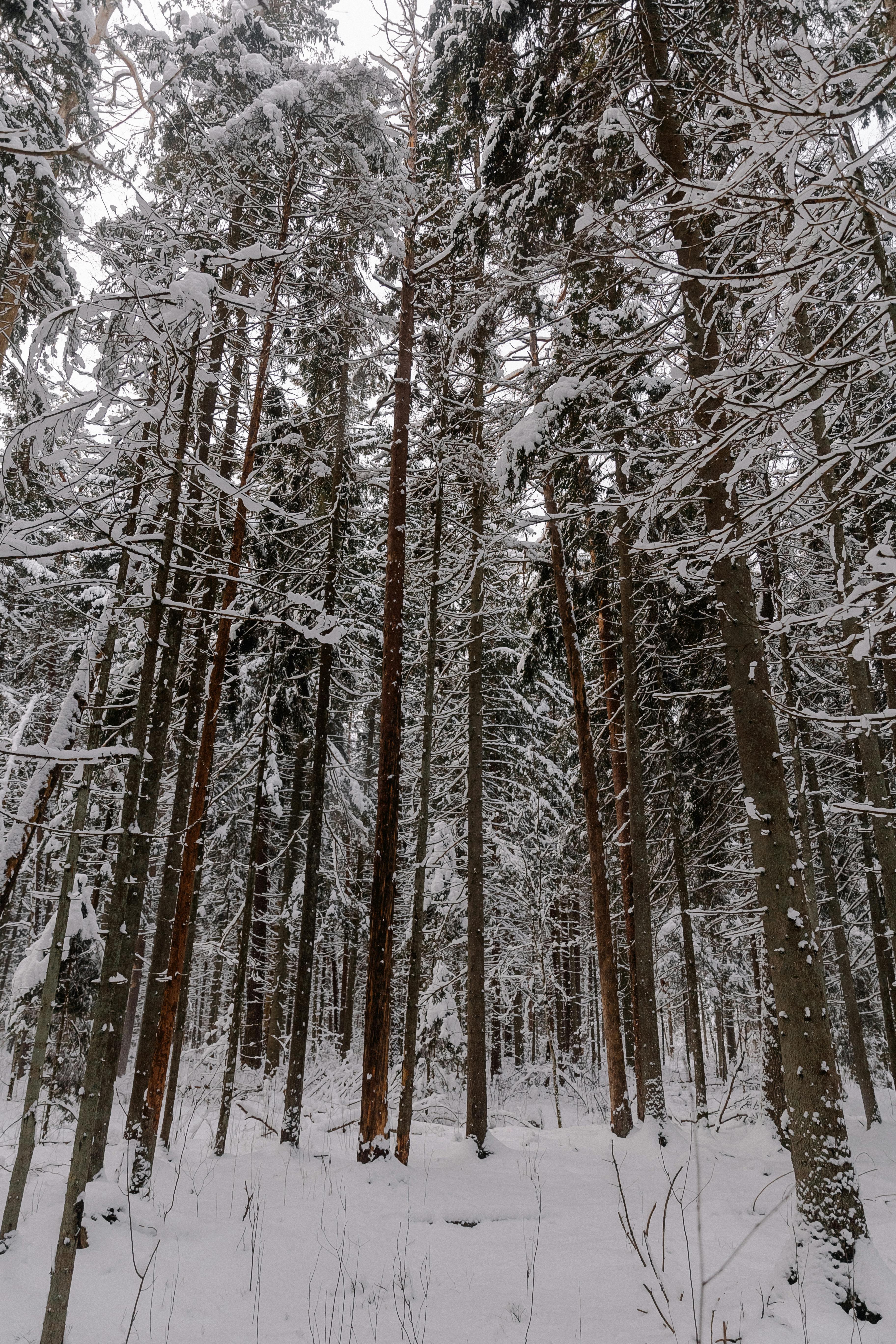 Grayscale Photo Of Pine Trees And Mountain · Free Stock Photo