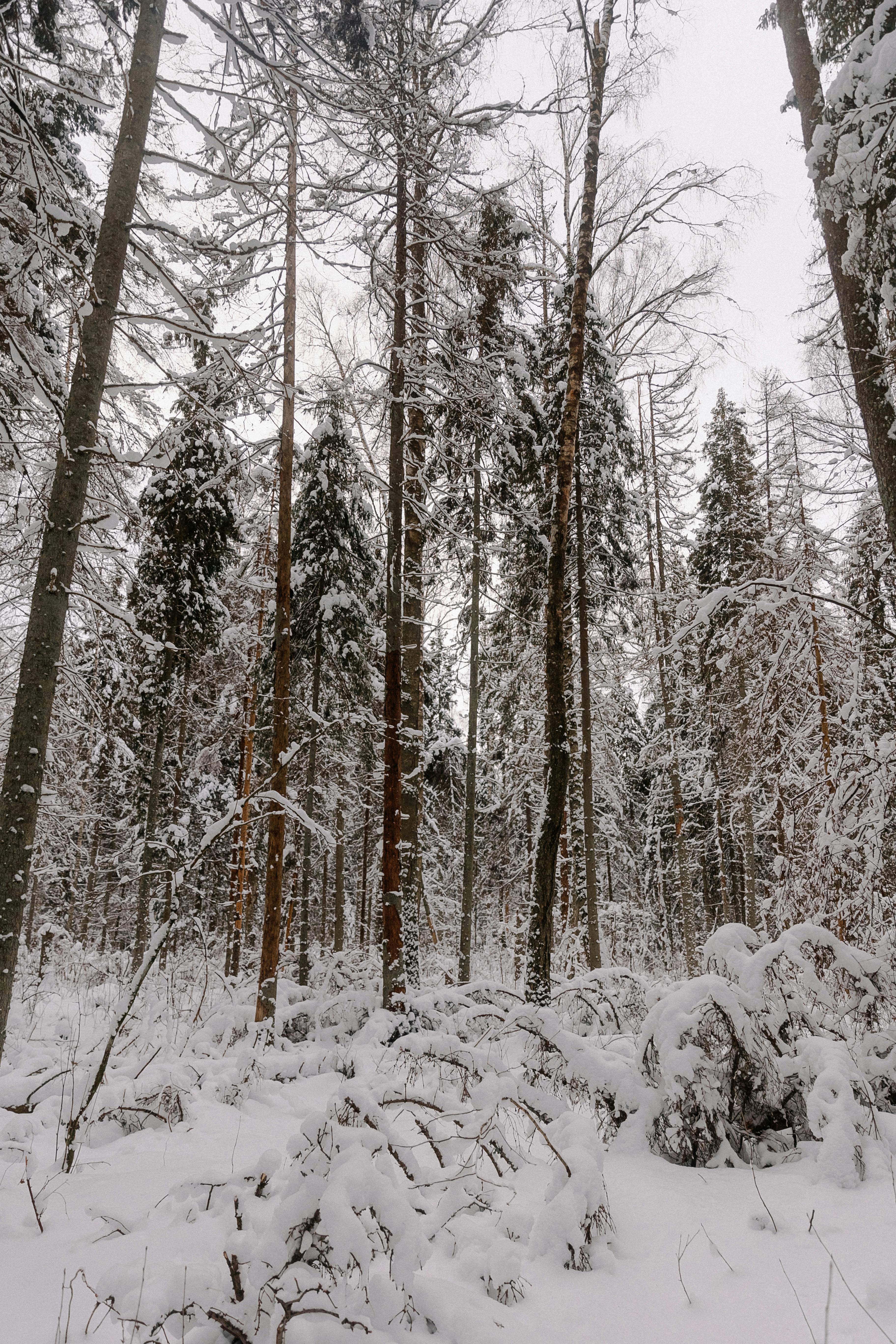 Snow Cap Pine Tree · Free Stock Photo