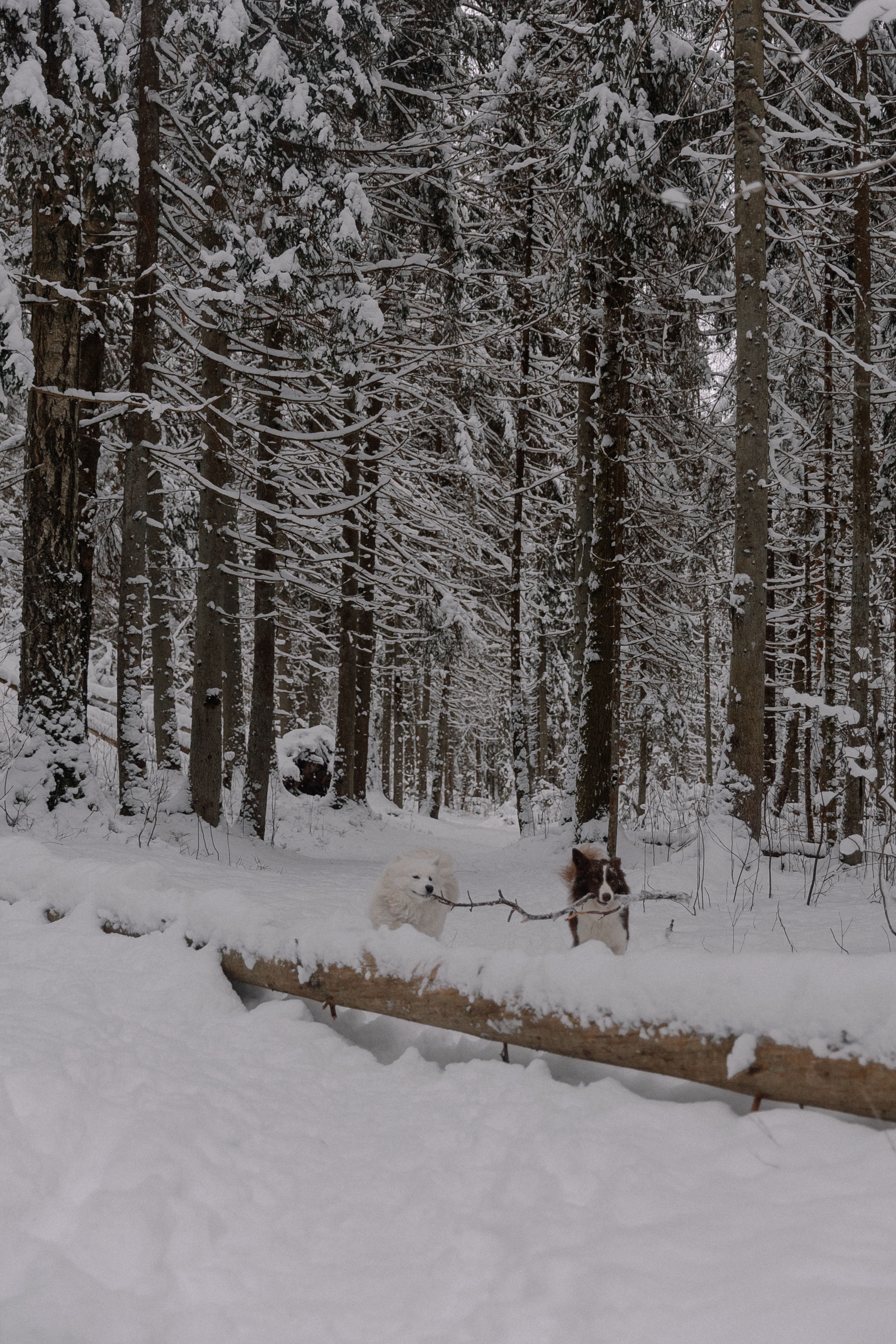 Dogs Sitting in Snow in Forest · Free Stock Photo