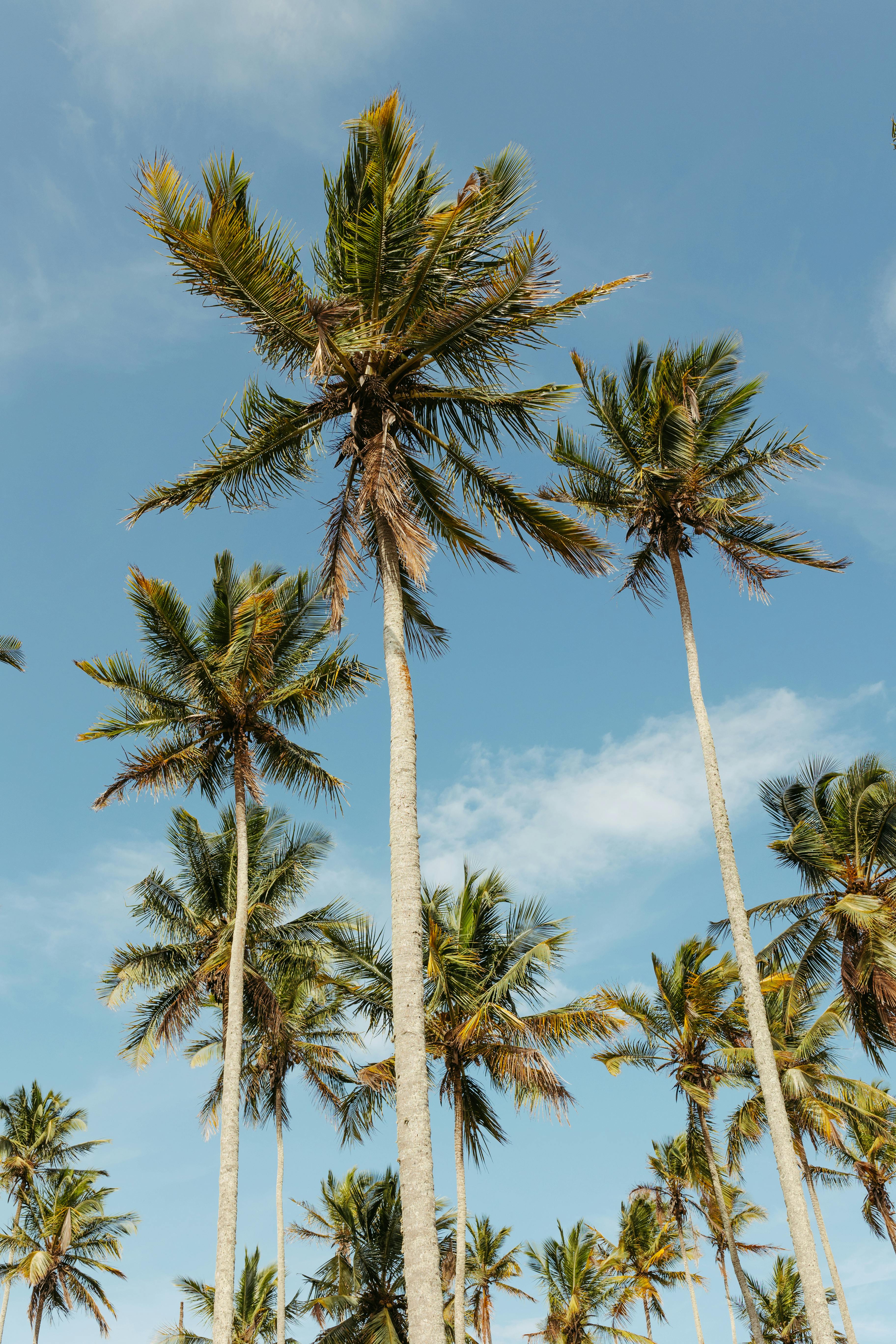 Low Angle Shot of Palm Tree · Free Stock Photo