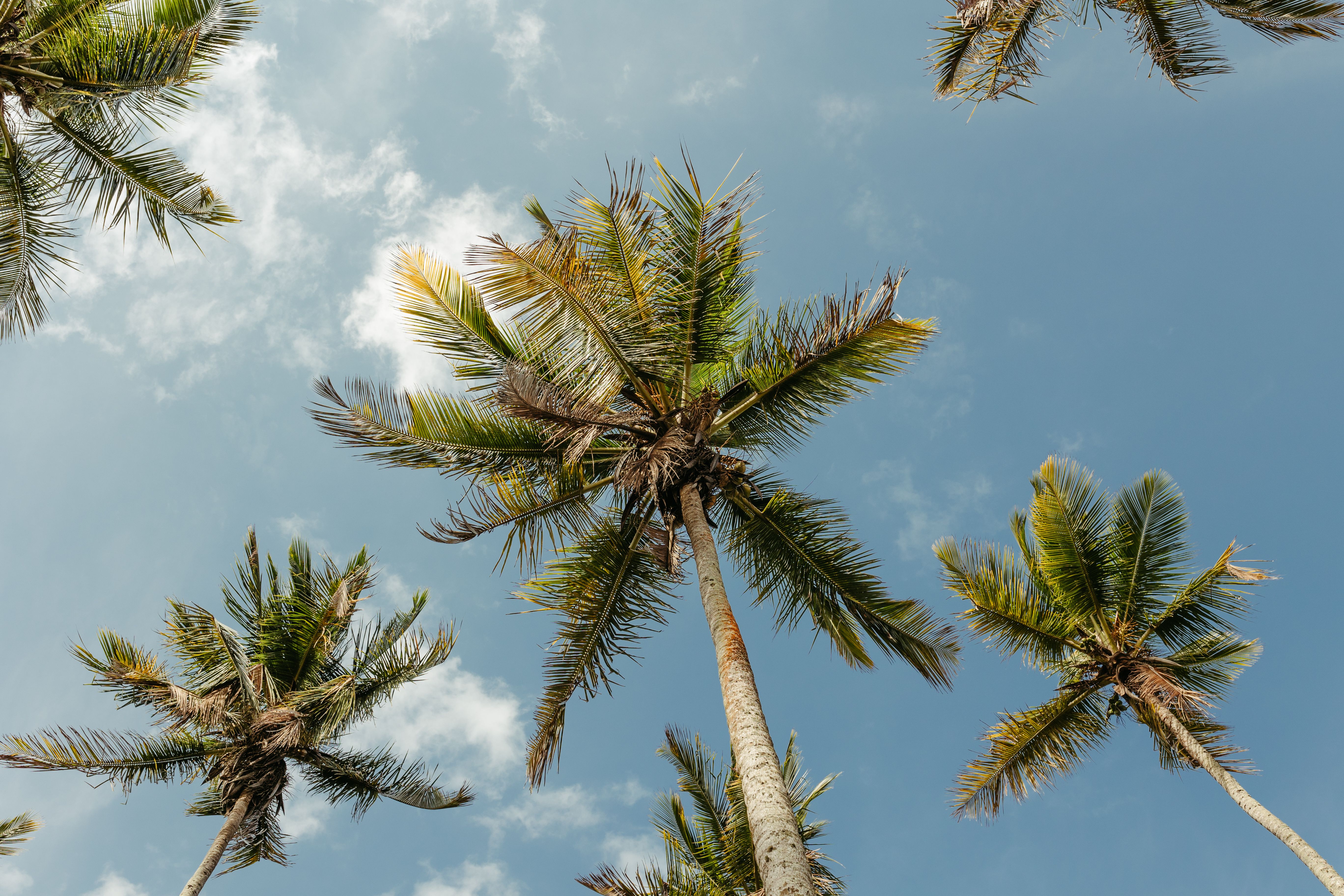 Palm Trees in Summer · Free Stock Photo