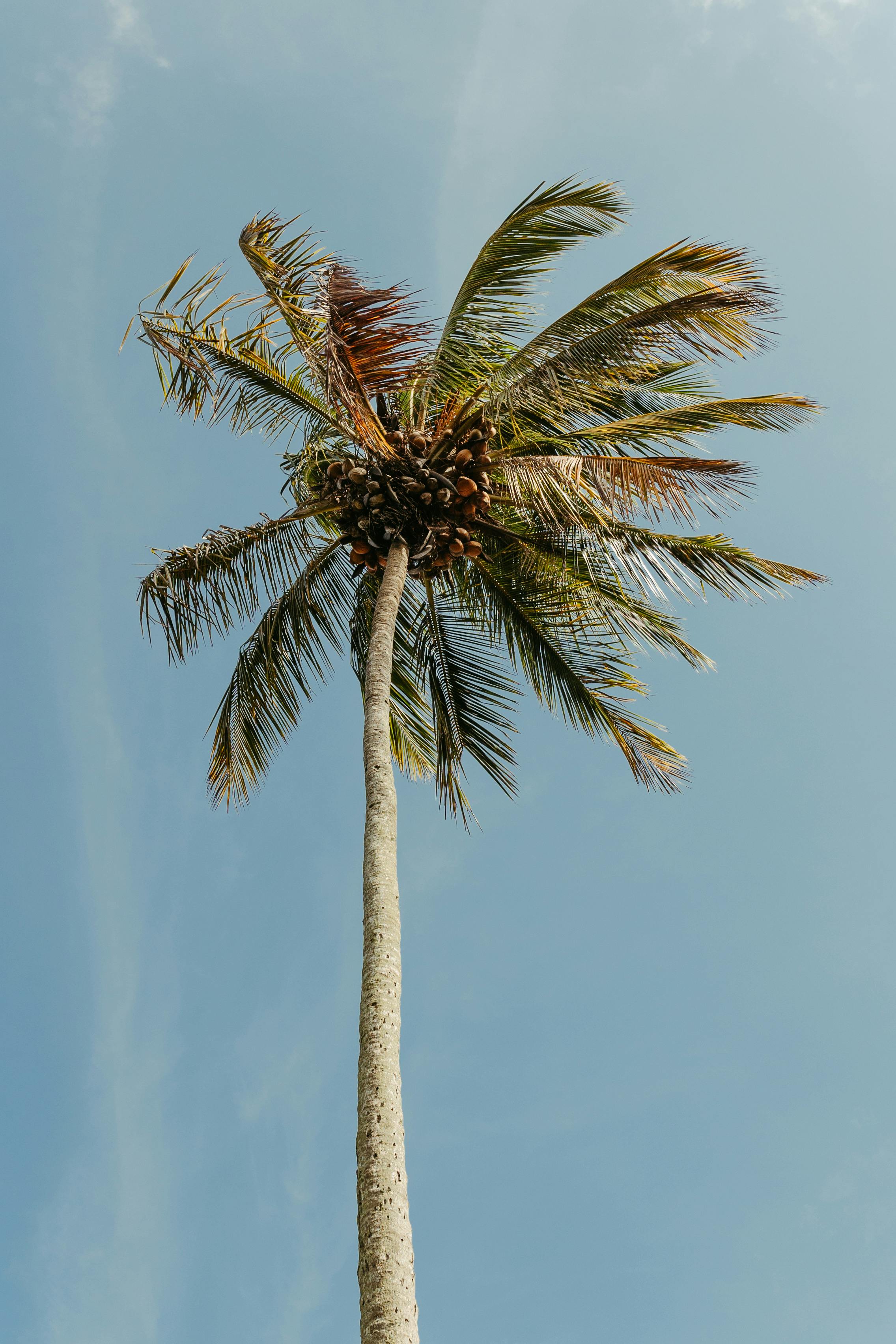 View of a Palm Tree · Free Stock Photo