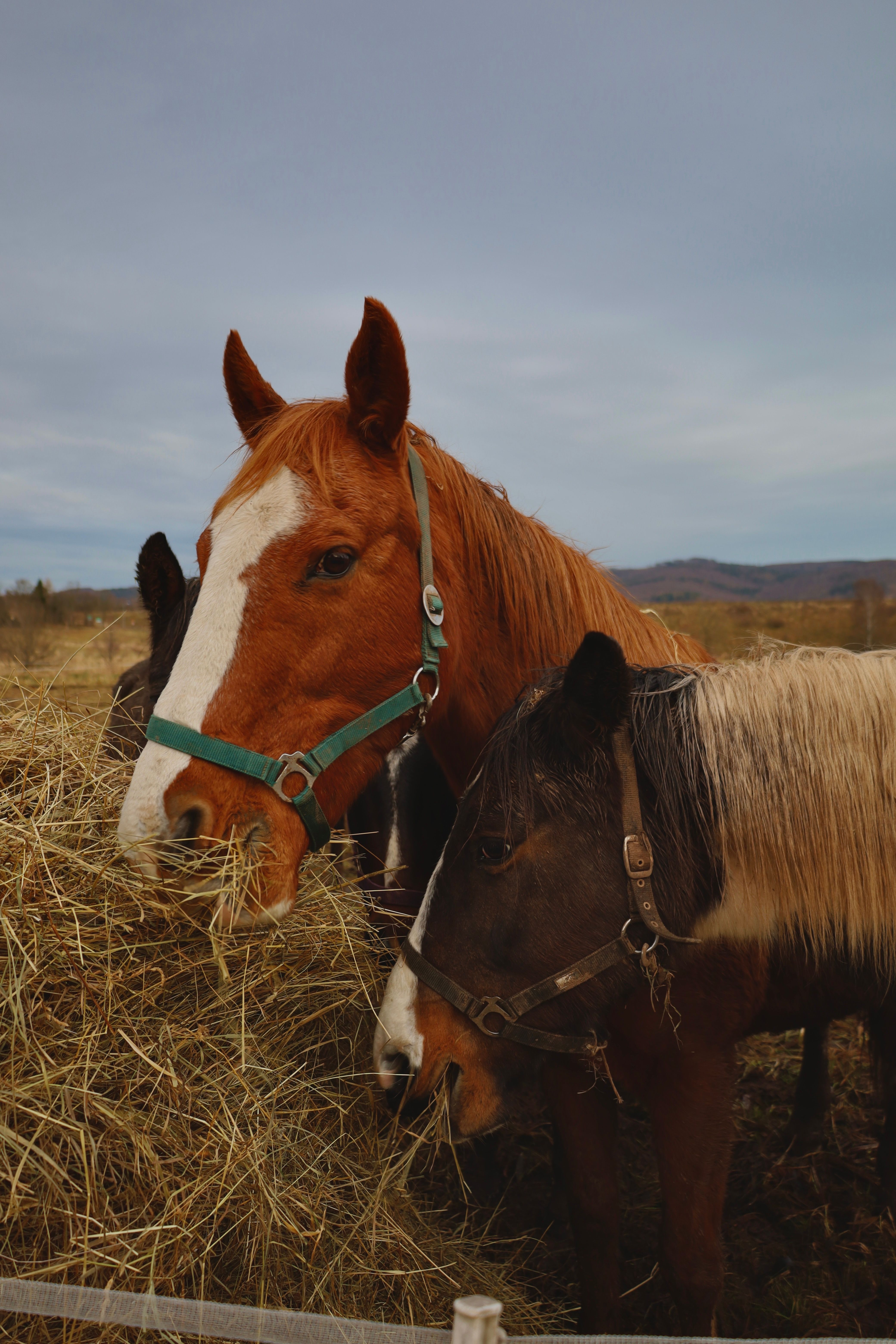 Two horses eating hay in a field · Free Stock Photo
