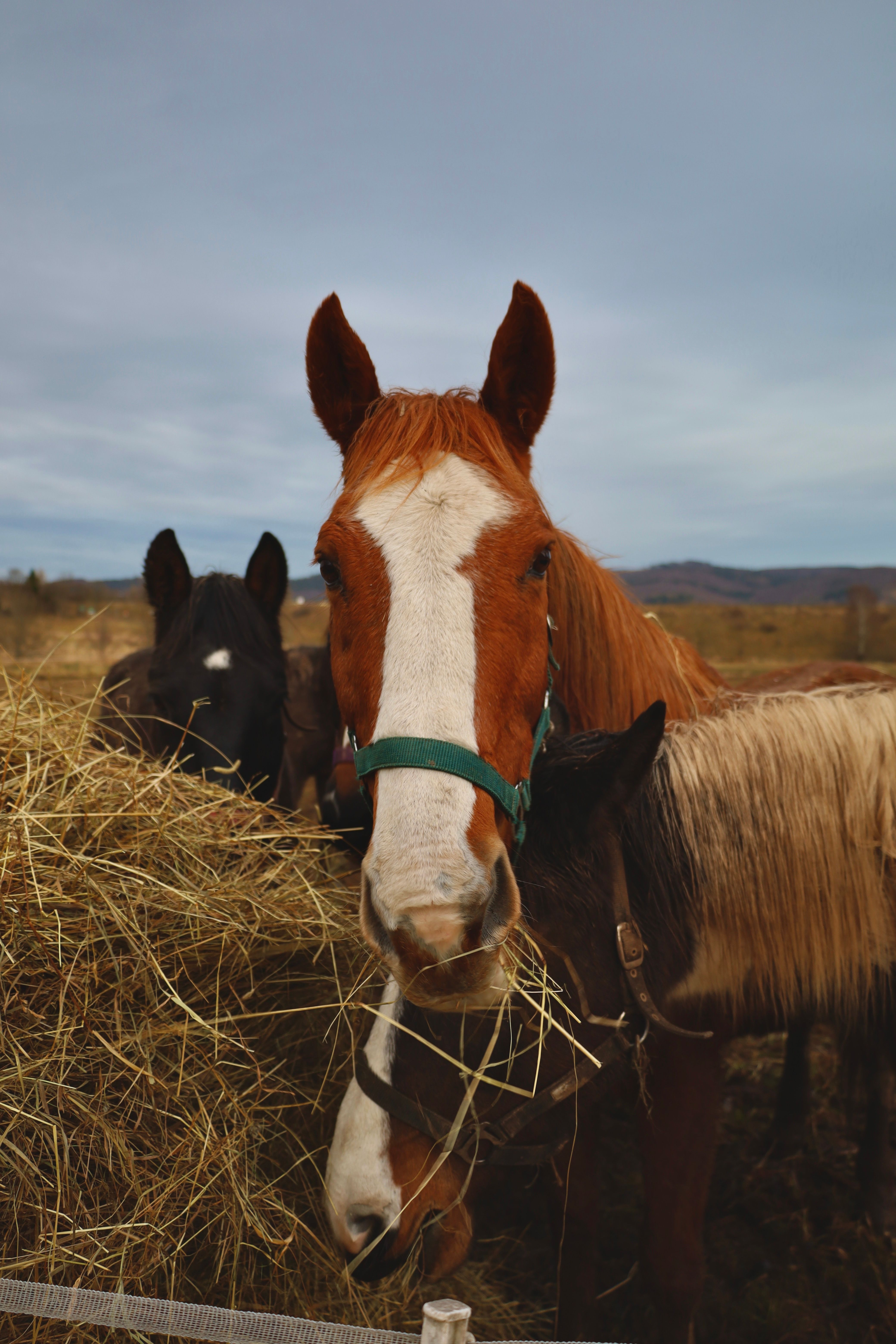 White Horse Near Hay Stack during Day · Free Stock Photo