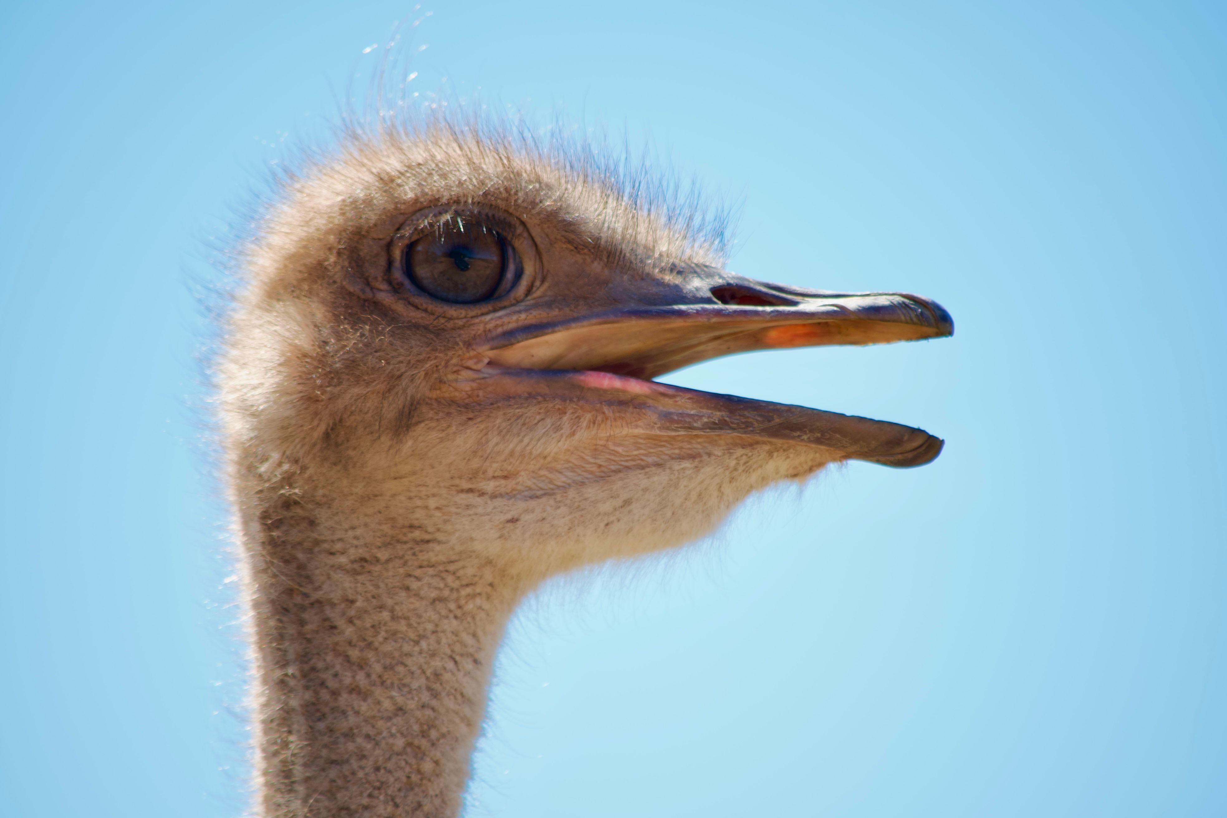 Close-Up Photograph of an Ostrich Head · Free Stock Photo