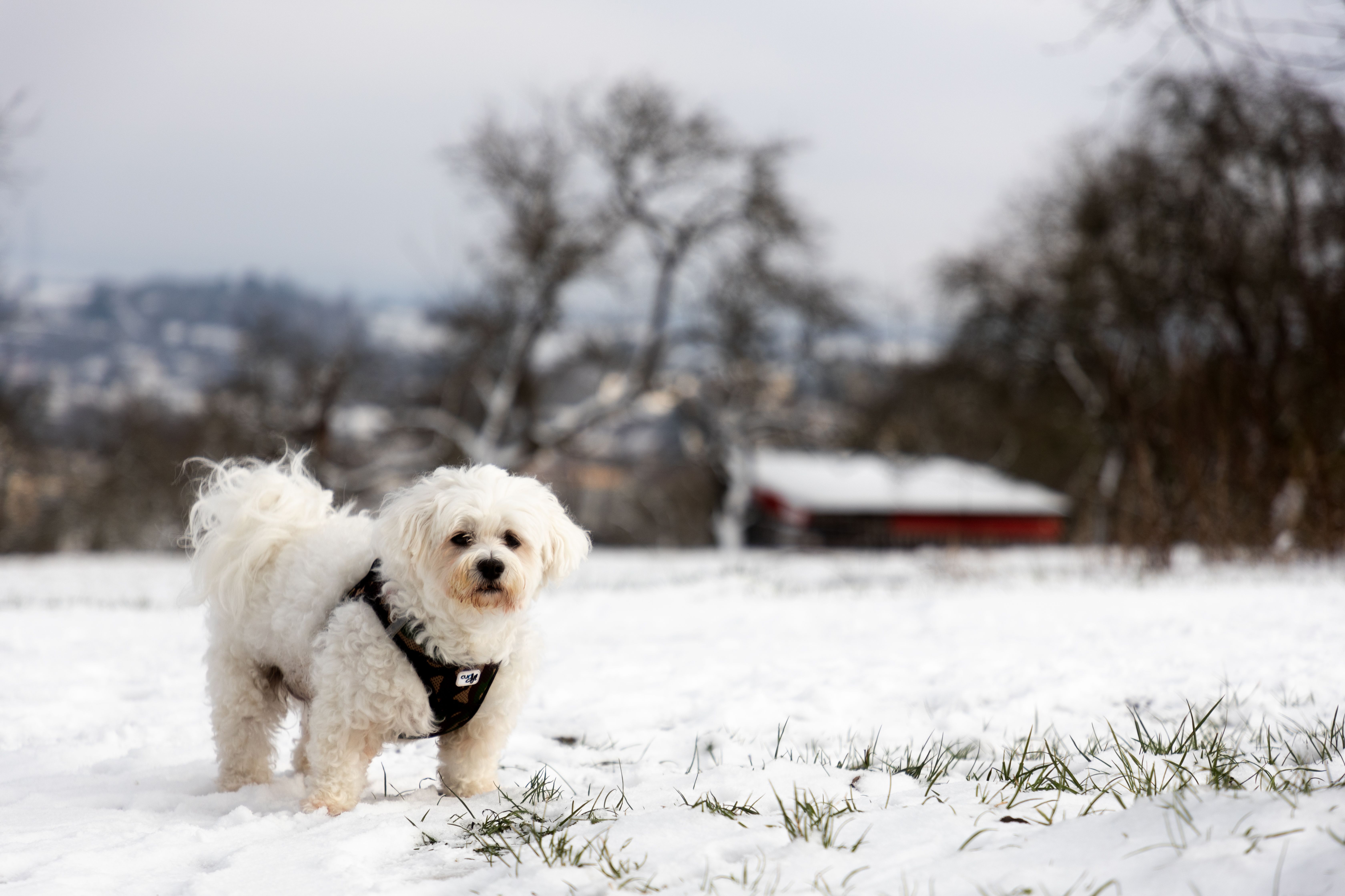 Little White Dog on a Snow-covered Hill · Free Stock Photo