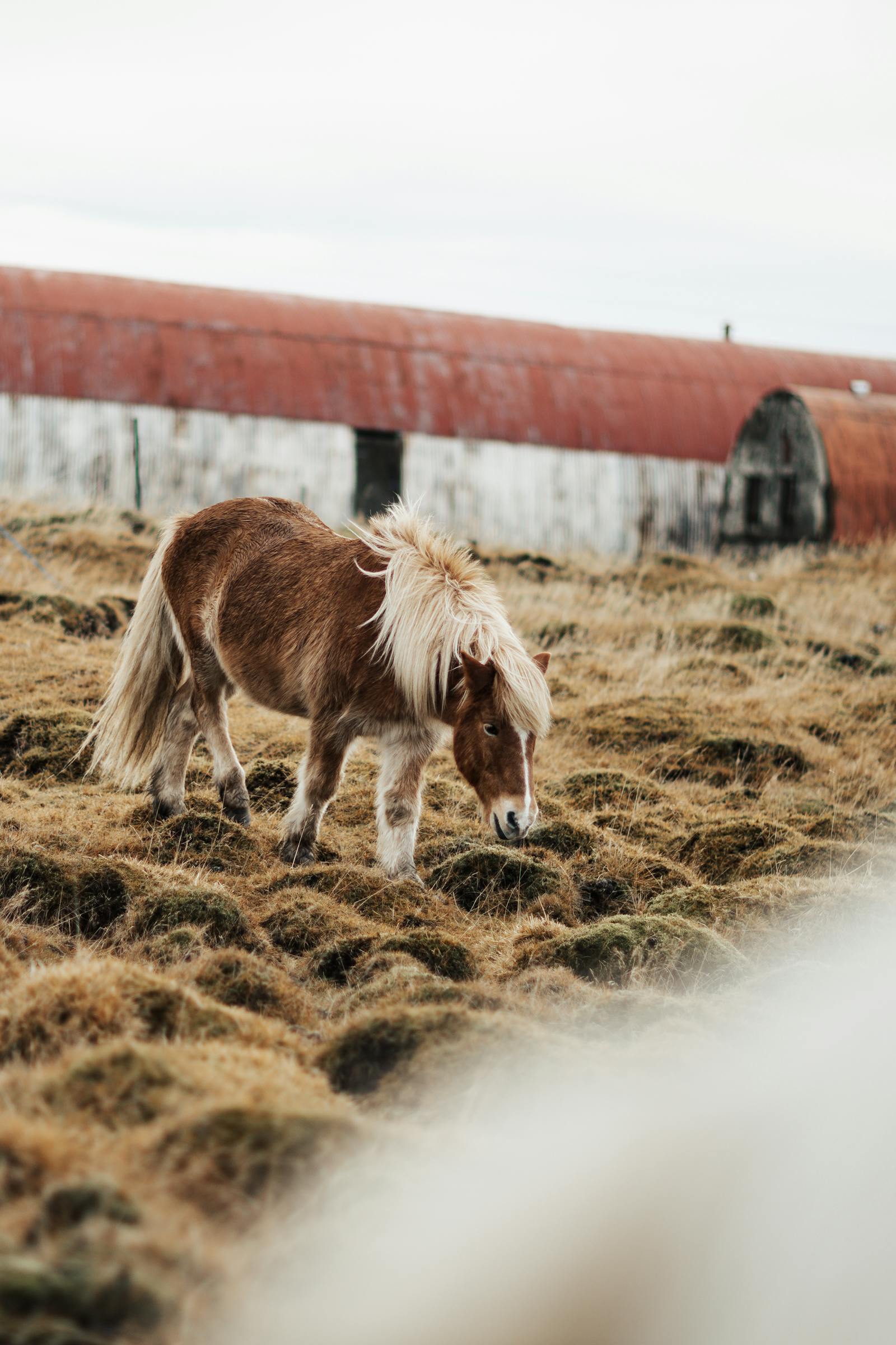 Horse Corral Photos, Download The BEST Free Horse Corral Stock Photos ...