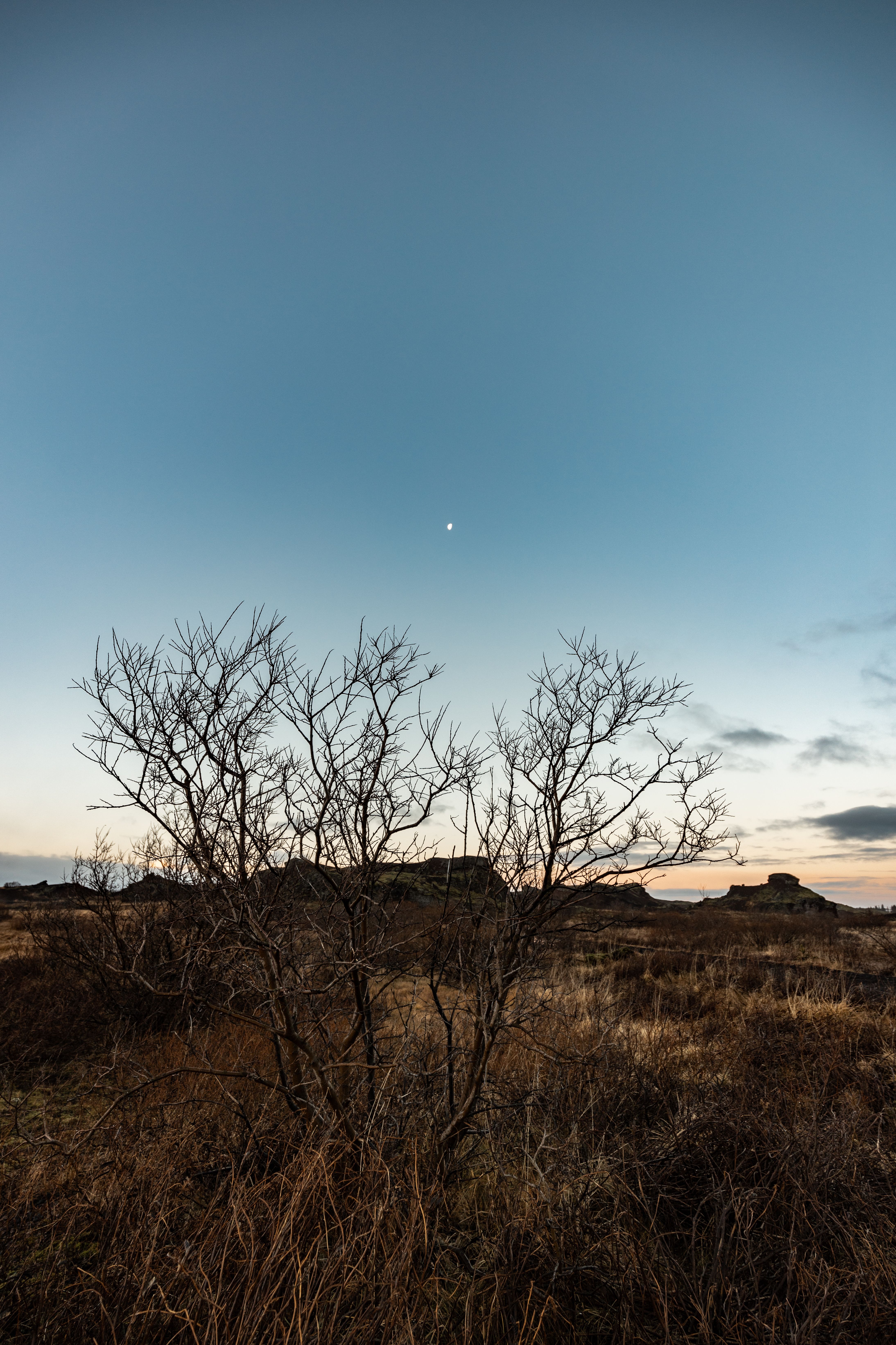Bare Trees on Grassland under Clear Sky · Free Stock Photo