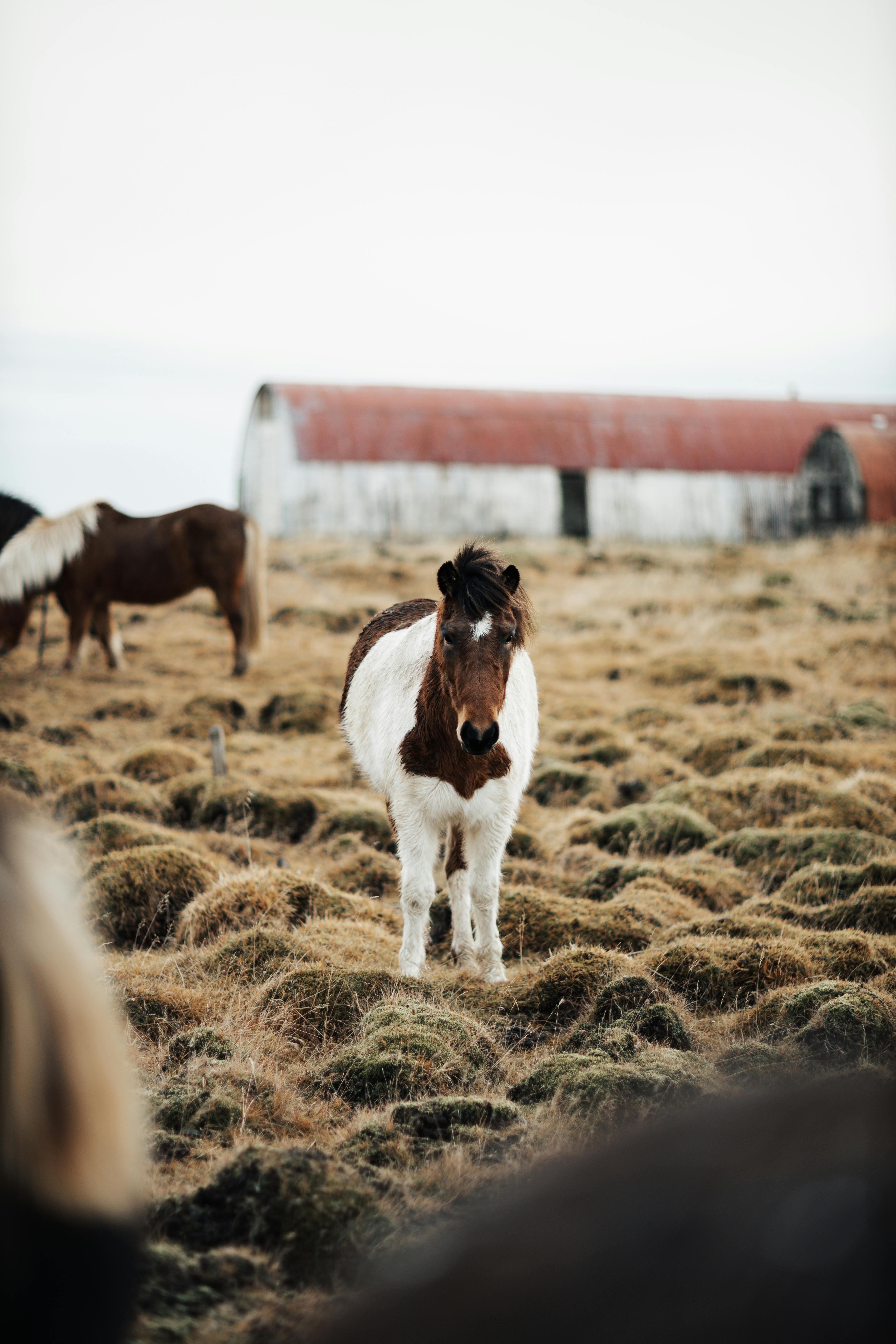 Horse Colt on Farm · Free Stock Photo