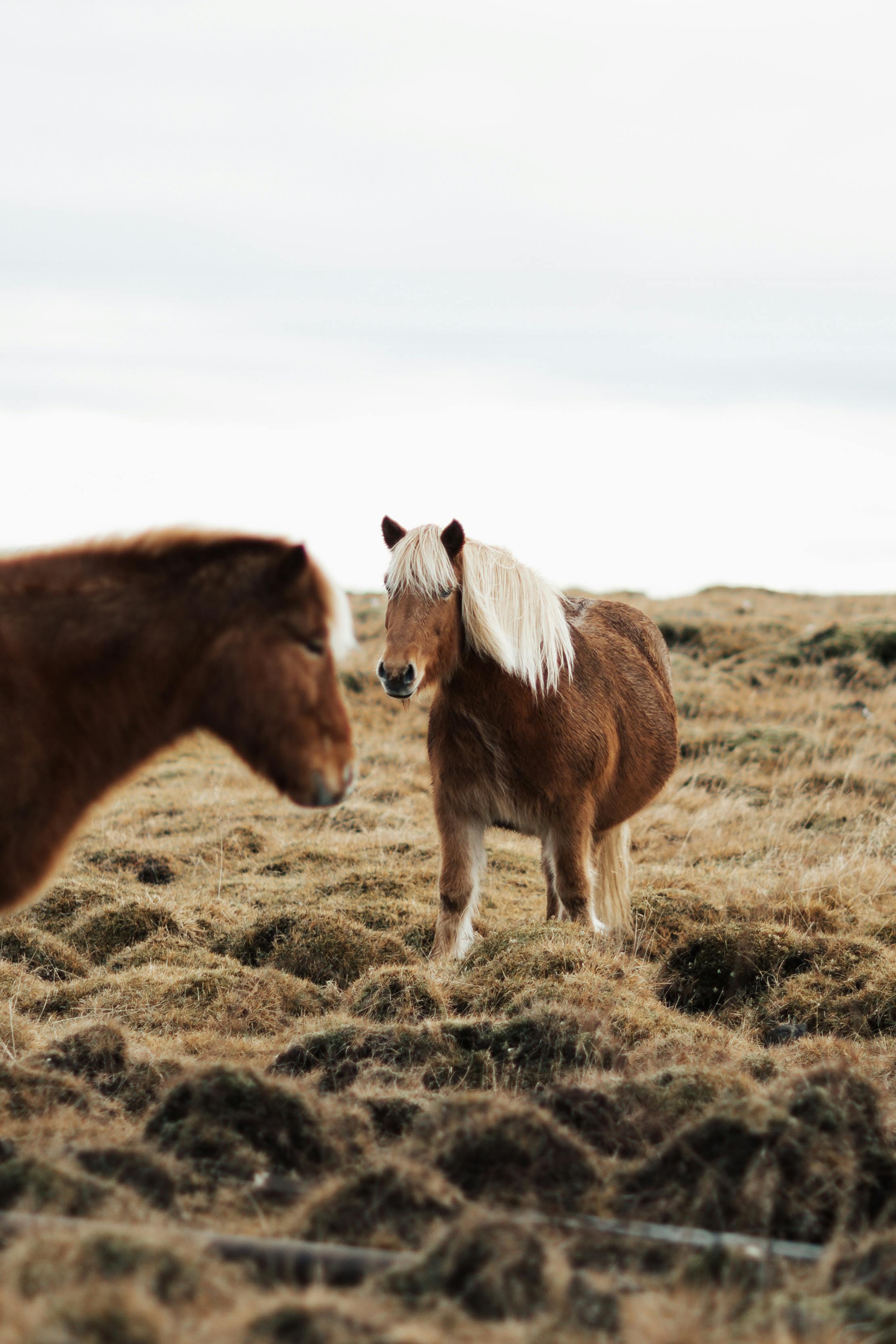 Ponies on Rural Pasture · Free Stock Photo