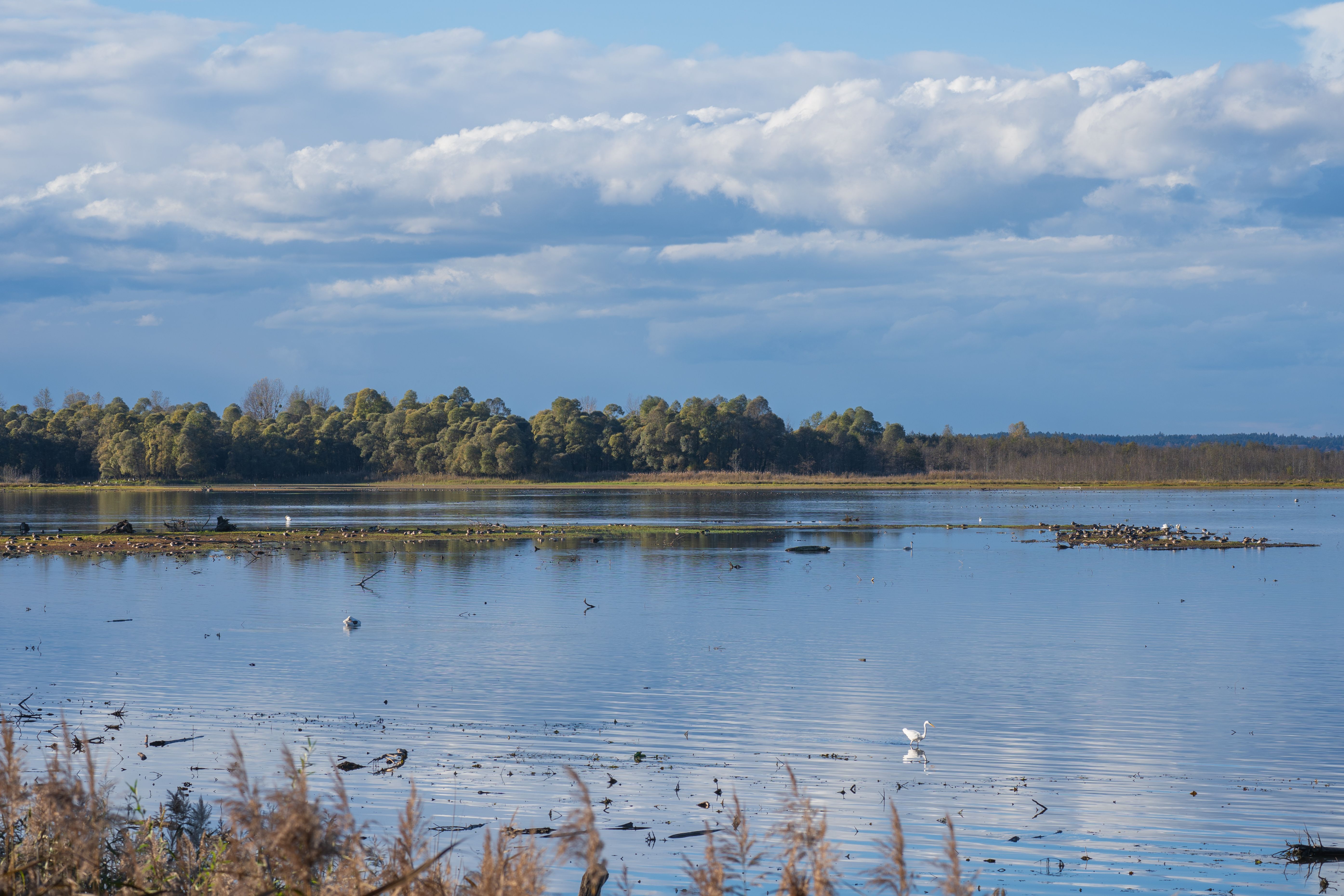 Lake in Countryside · Free Stock Photo