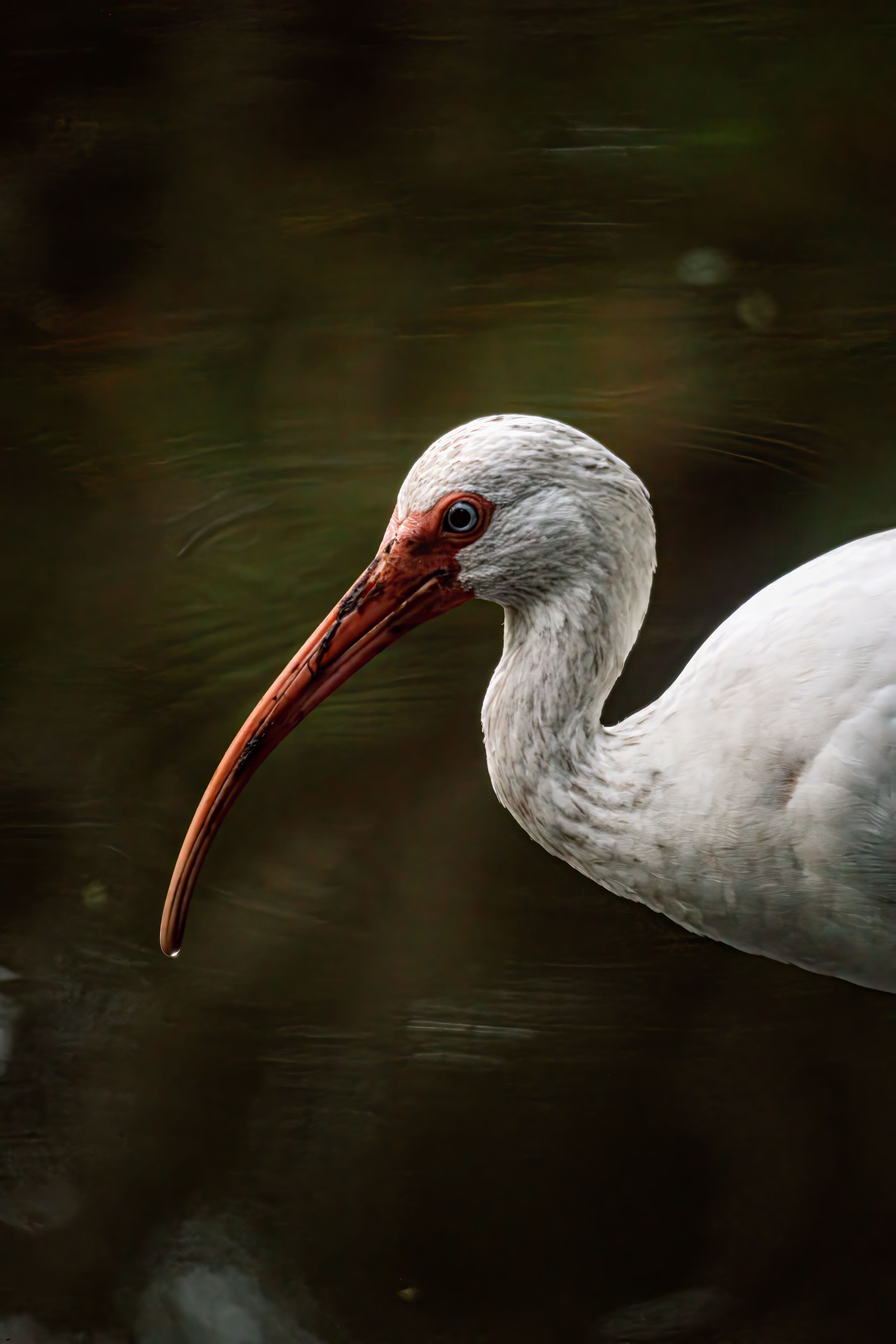 Portrait of White Ibis Bird · Free Stock Photo