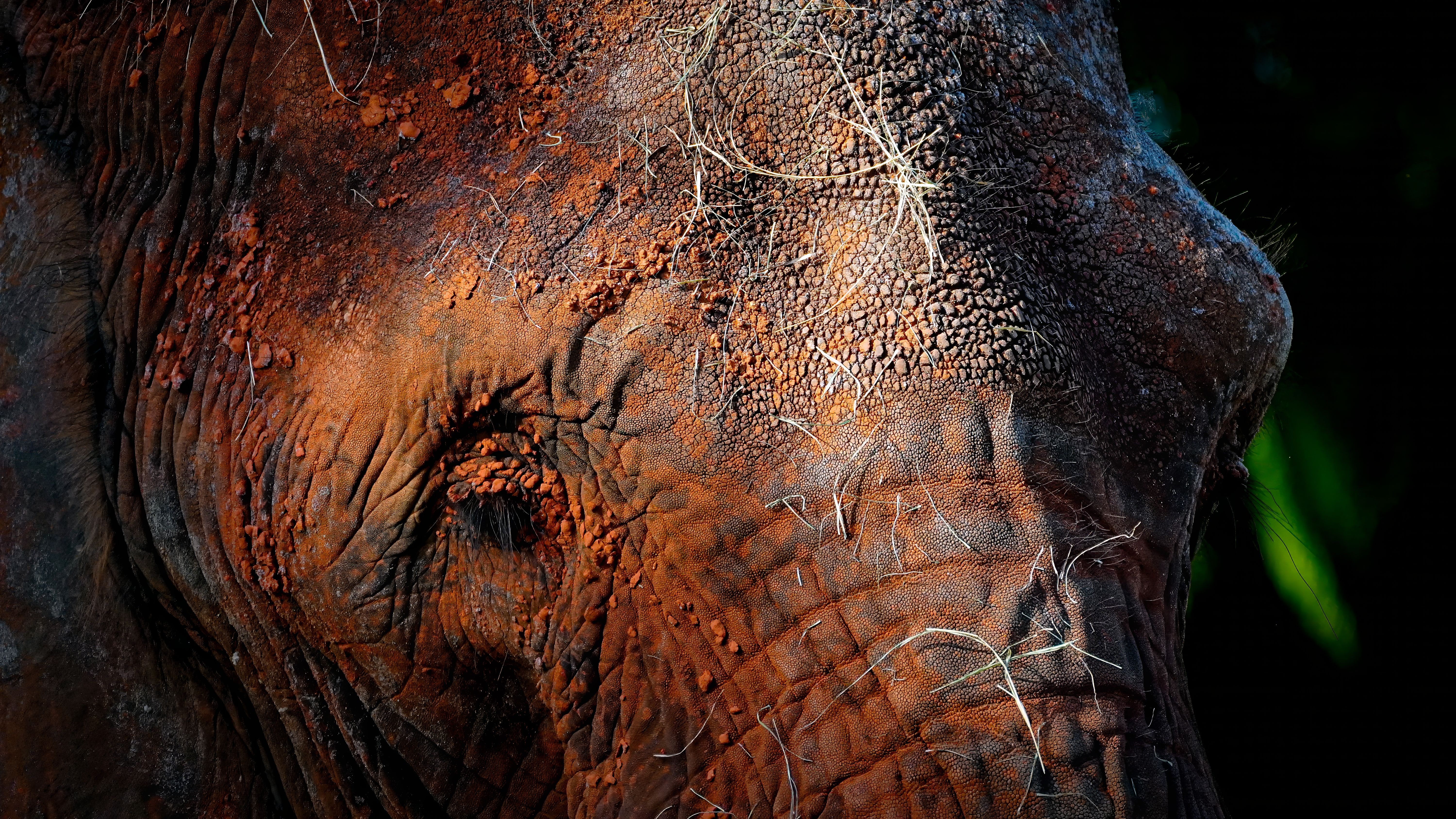 Elephant Hair Photos, Download The BEST Free Elephant Hair Stock Photos ...