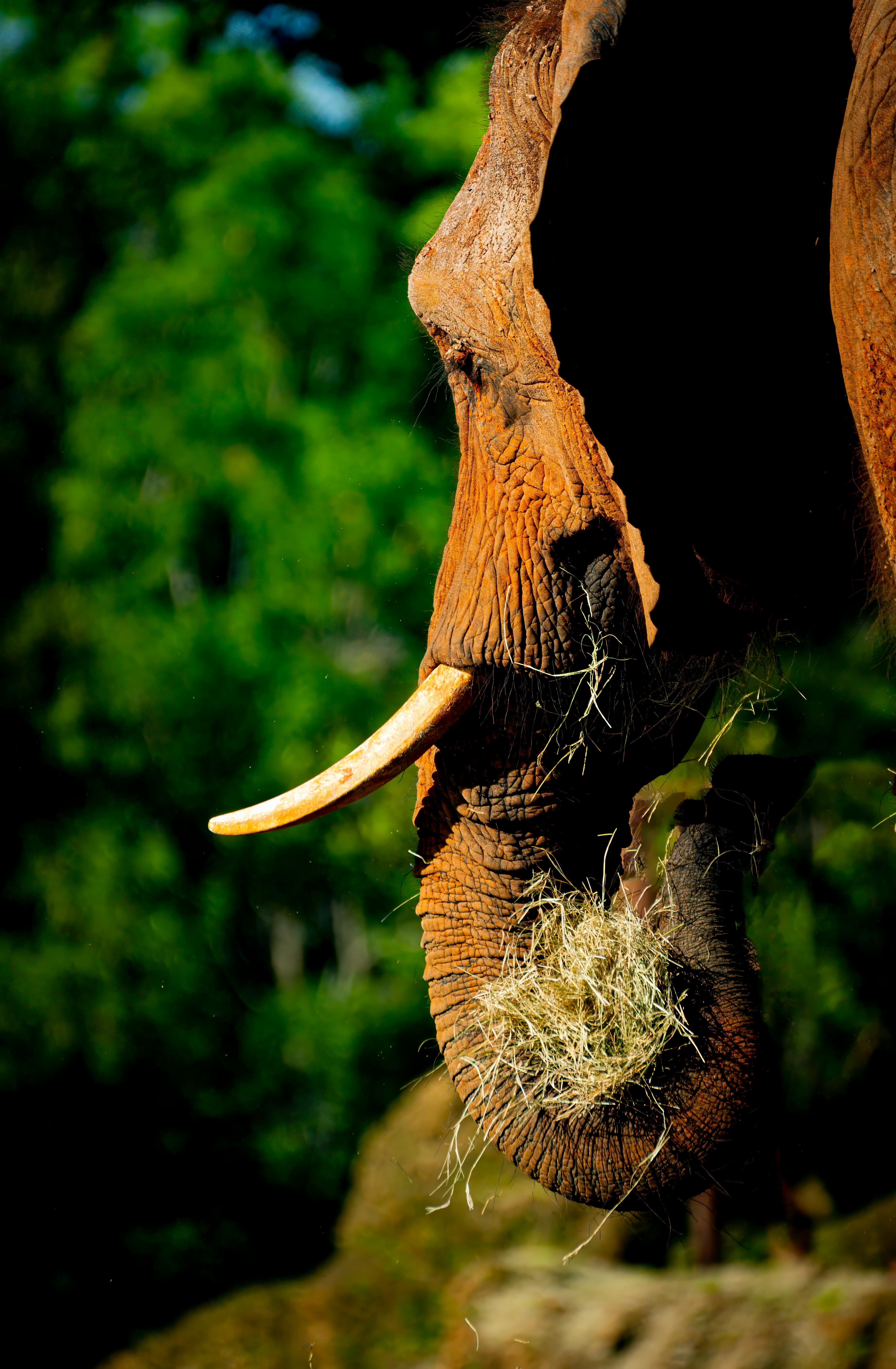 Elephant Eating Photos, Download The BEST Free Elephant Eating Stock ...