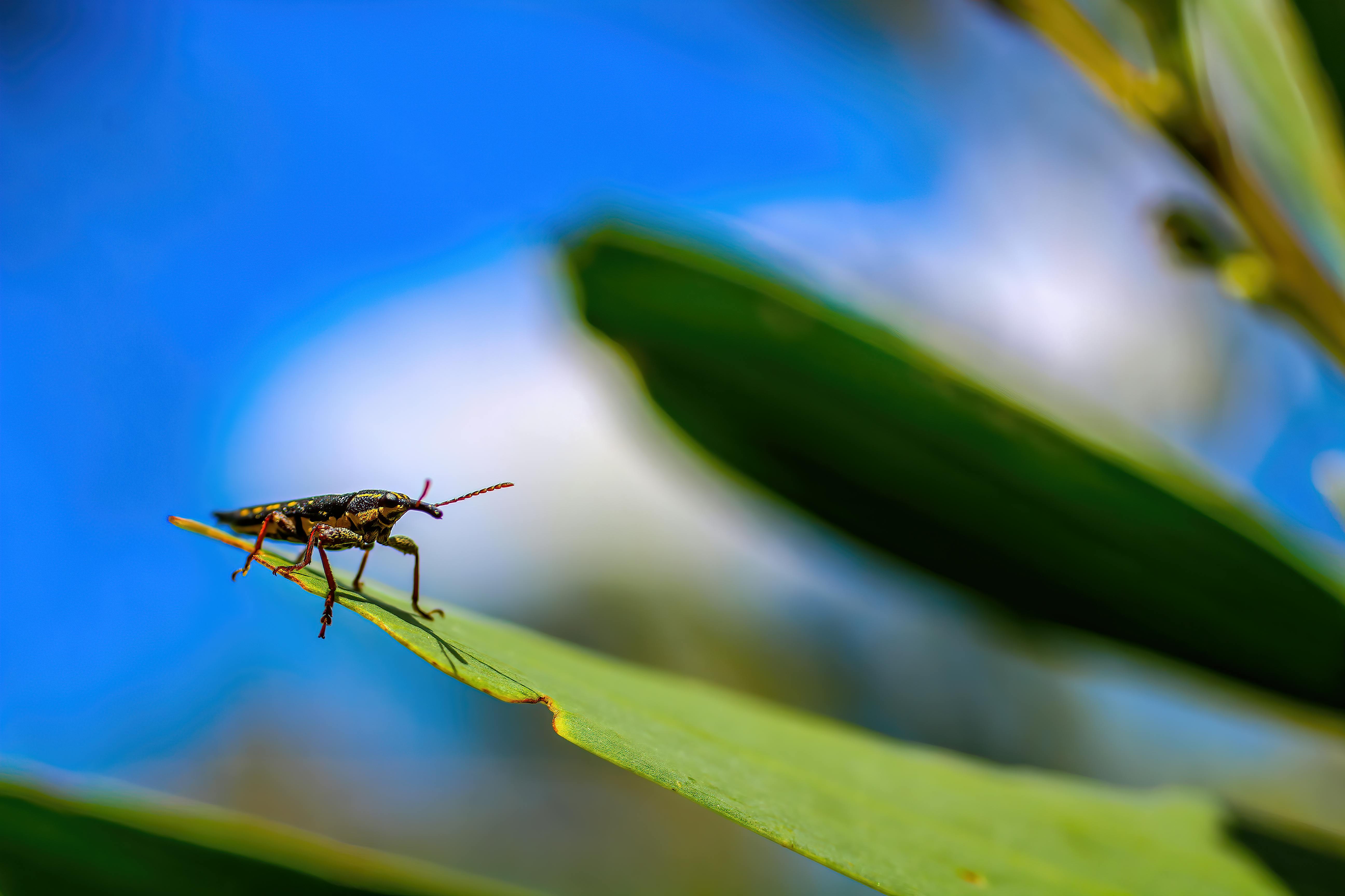 Elliot Connor - Photography