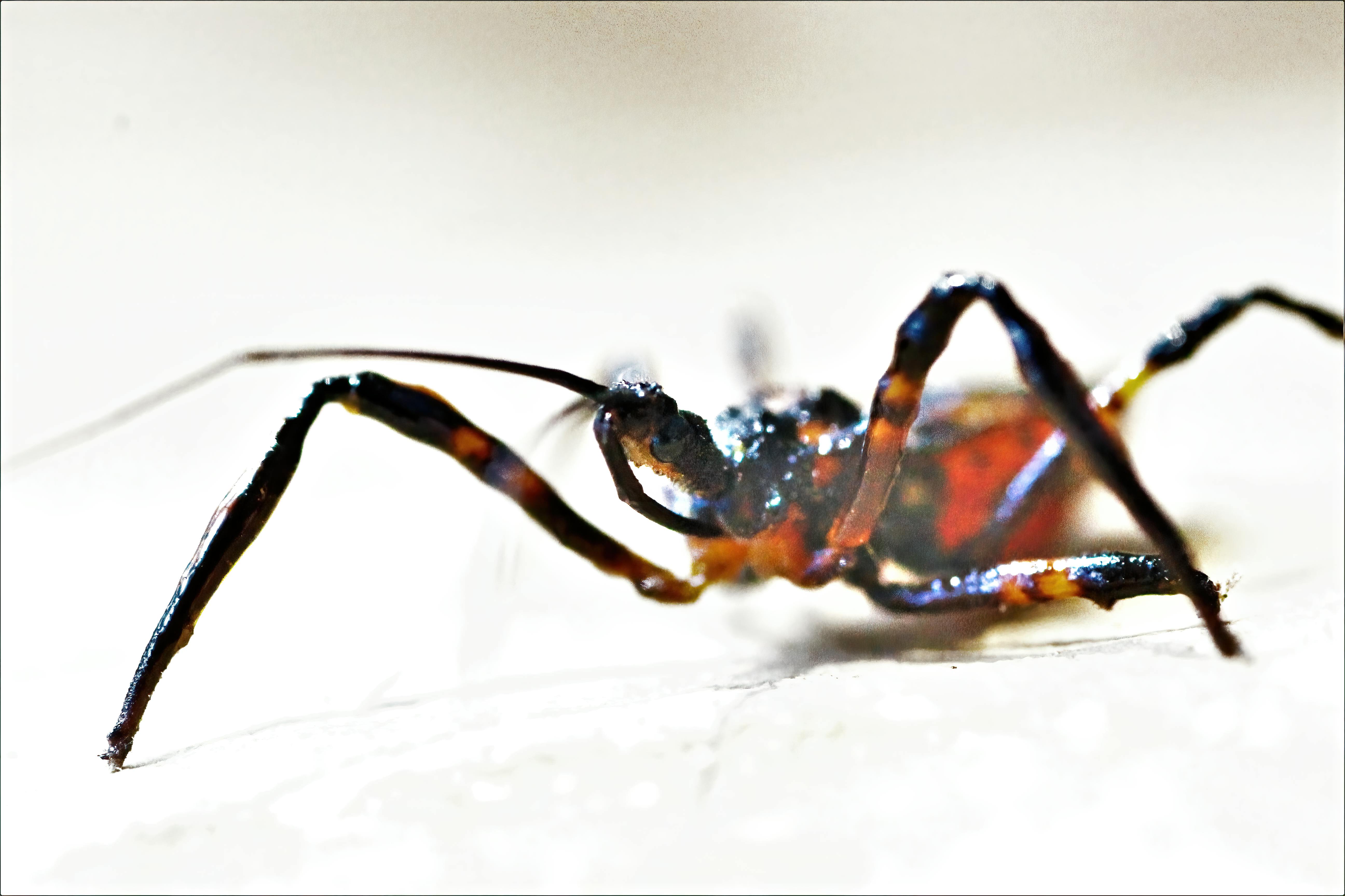 Elliot Connor - Photography